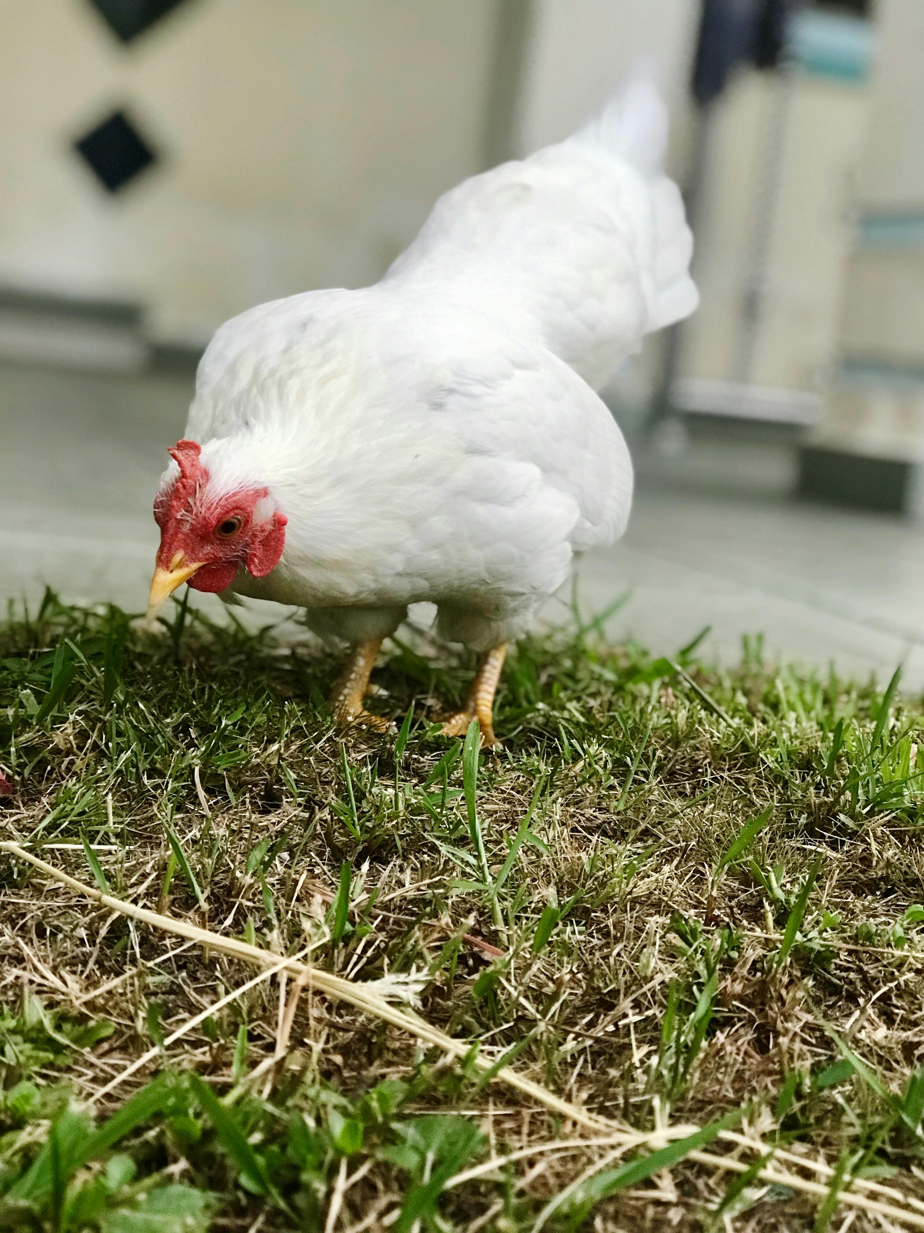 Serena🐔 1 Photos And Videos Collected By Catherine Sheila