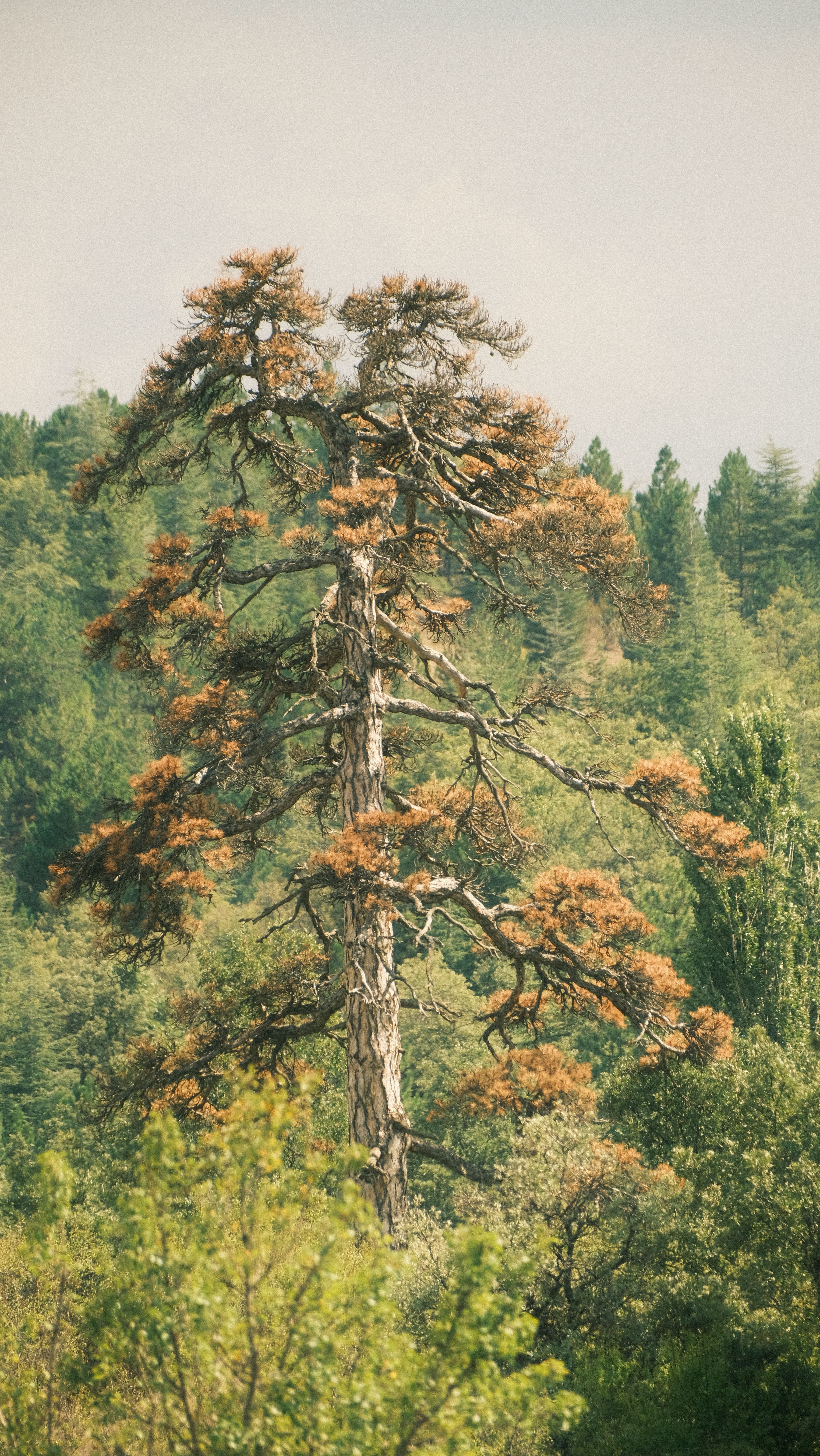 Tall Dry Tree in Forest · Free Stock Photo