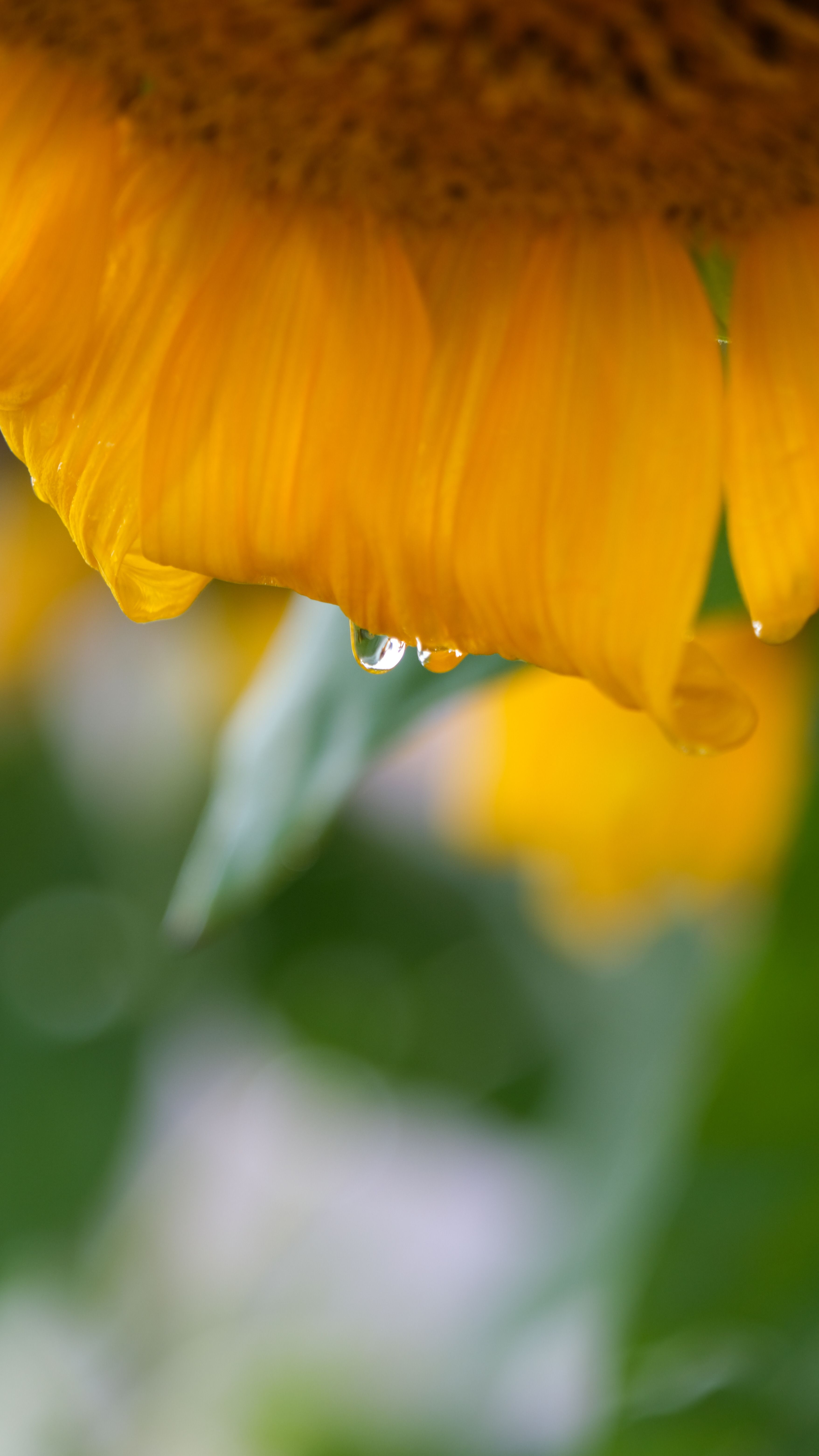 Cluster Petal Flower Splashed With Water · Free Stock Photo