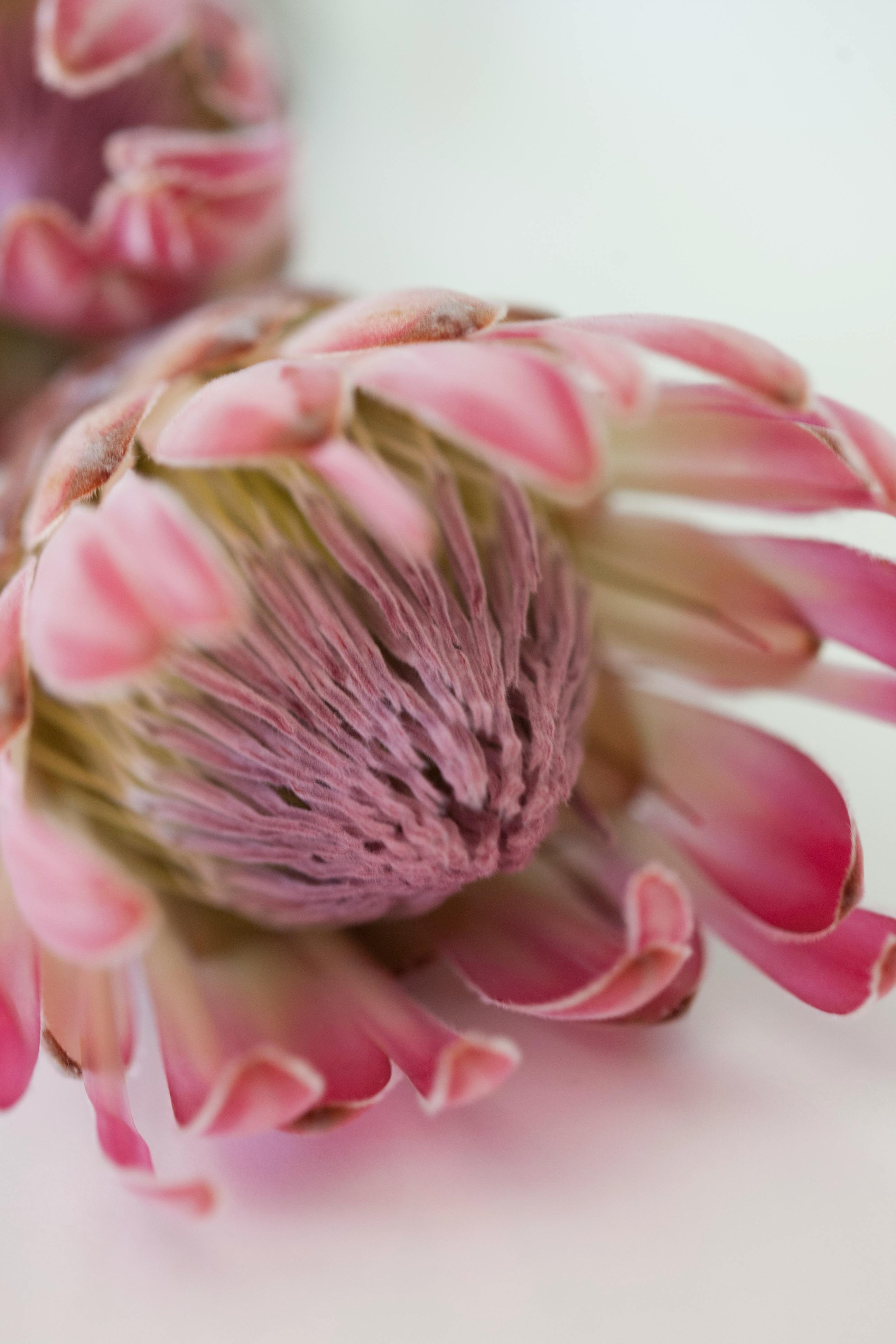 1000+ Amazing Exotic Flower Photos · Pexels · Free Stock Photos