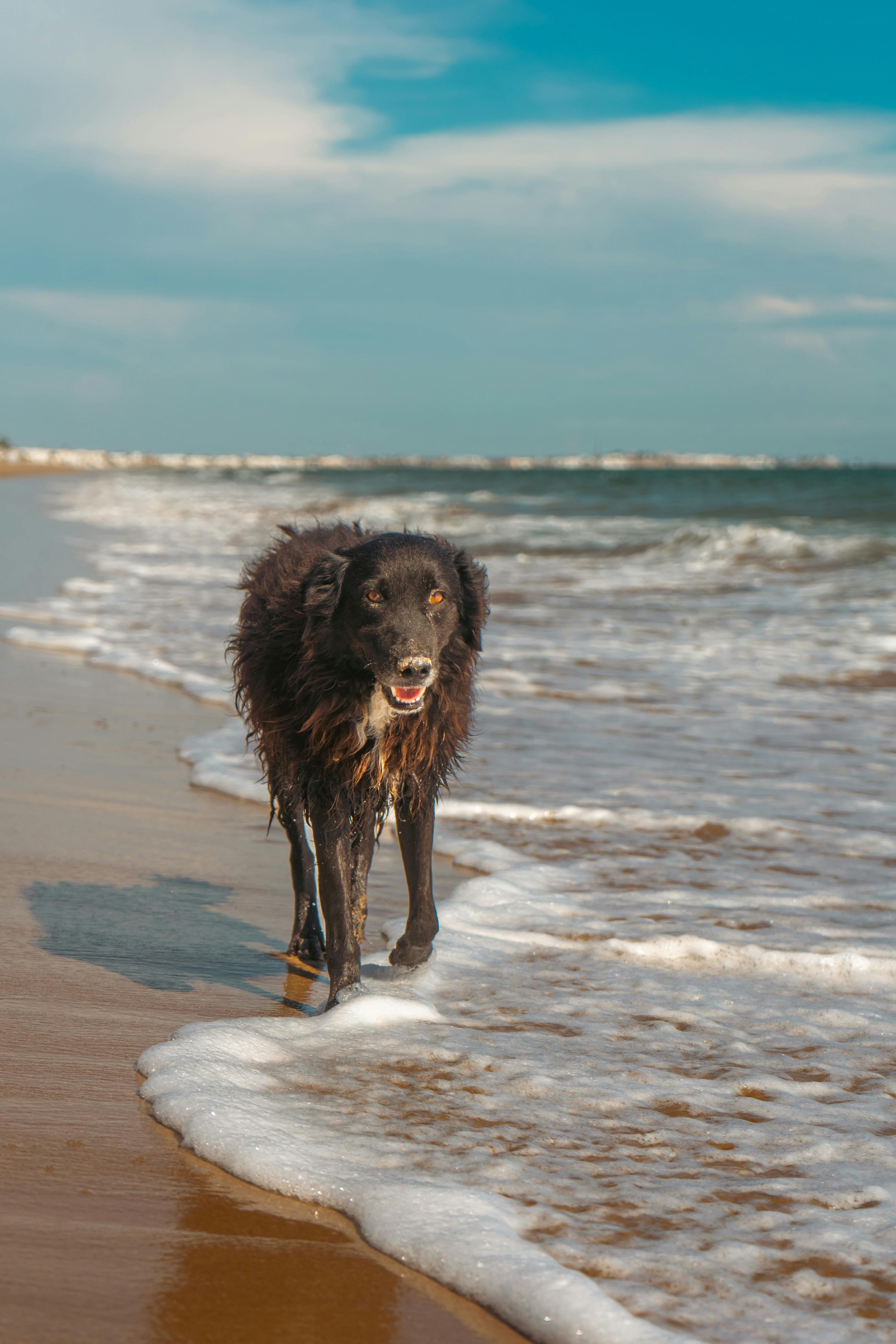 Joyful Dog Strolling Along Sandy Beach Shore · Free Stock Photo