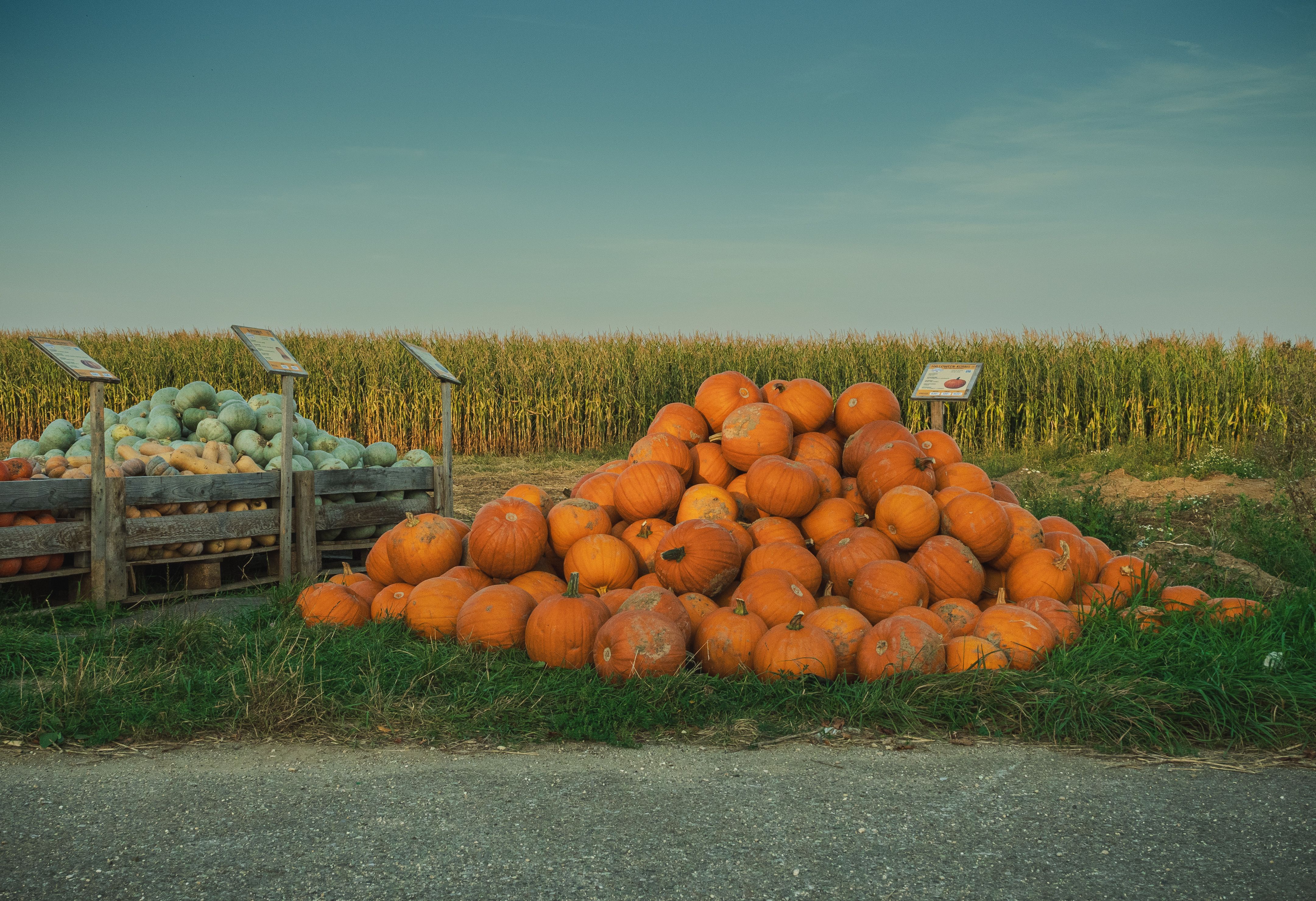 Pumpkins on a Farm · Free Stock Photo