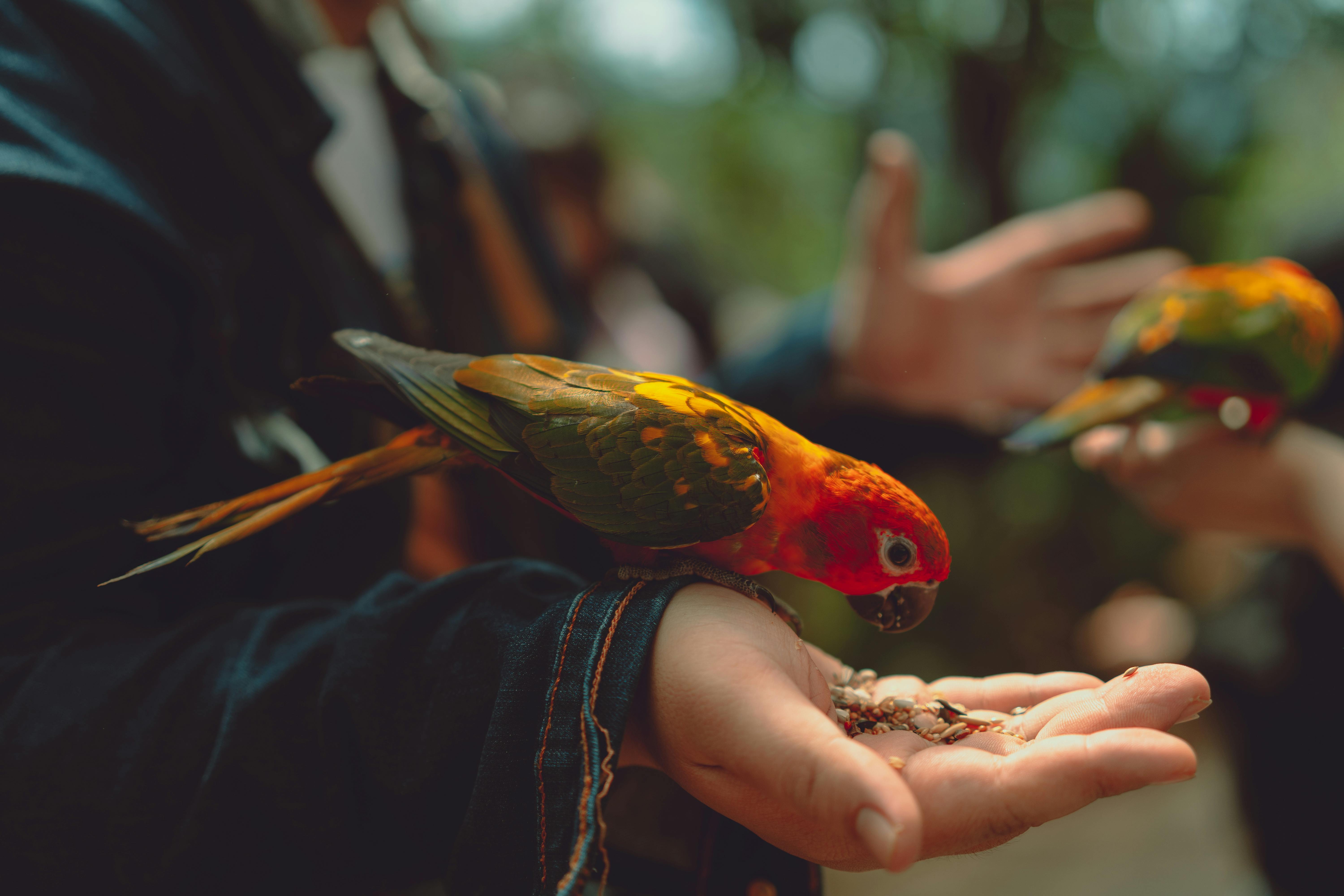Colorful Parrots on Hands · Free Stock Photo