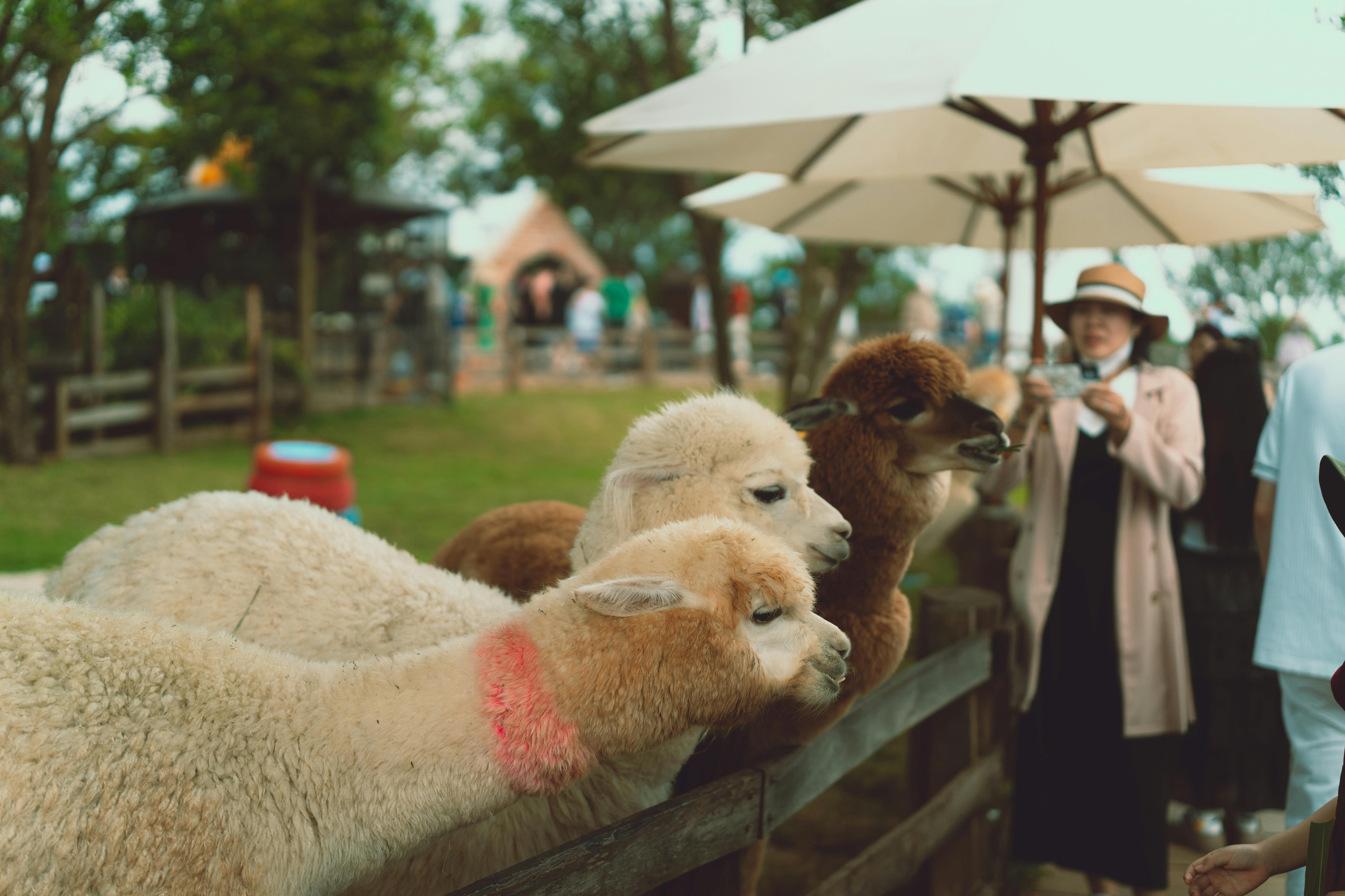 Alpacas at the alpaca farm · Free Stock Photo