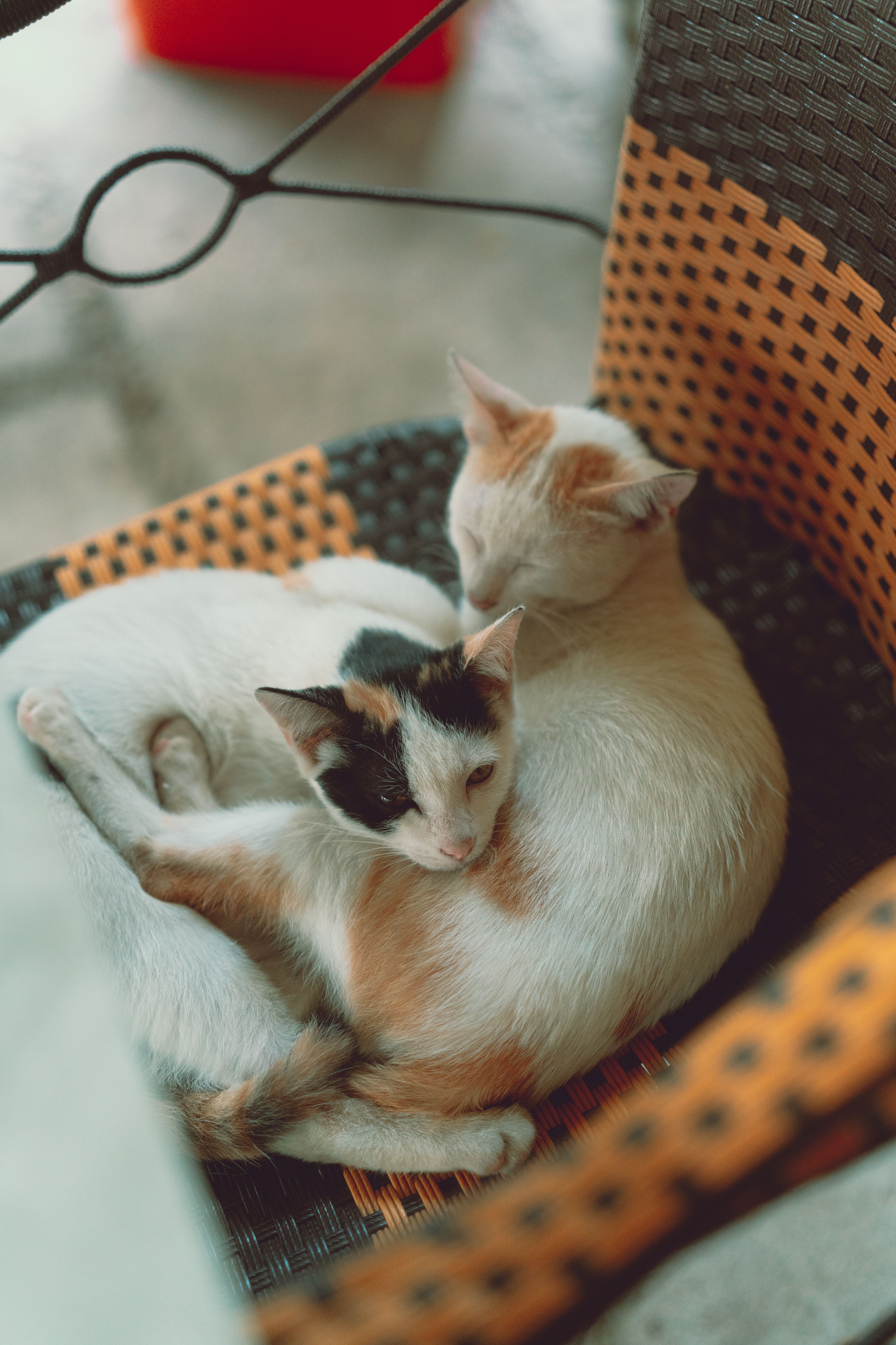 Two cats are curled up together on a chair · Free Stock Photo