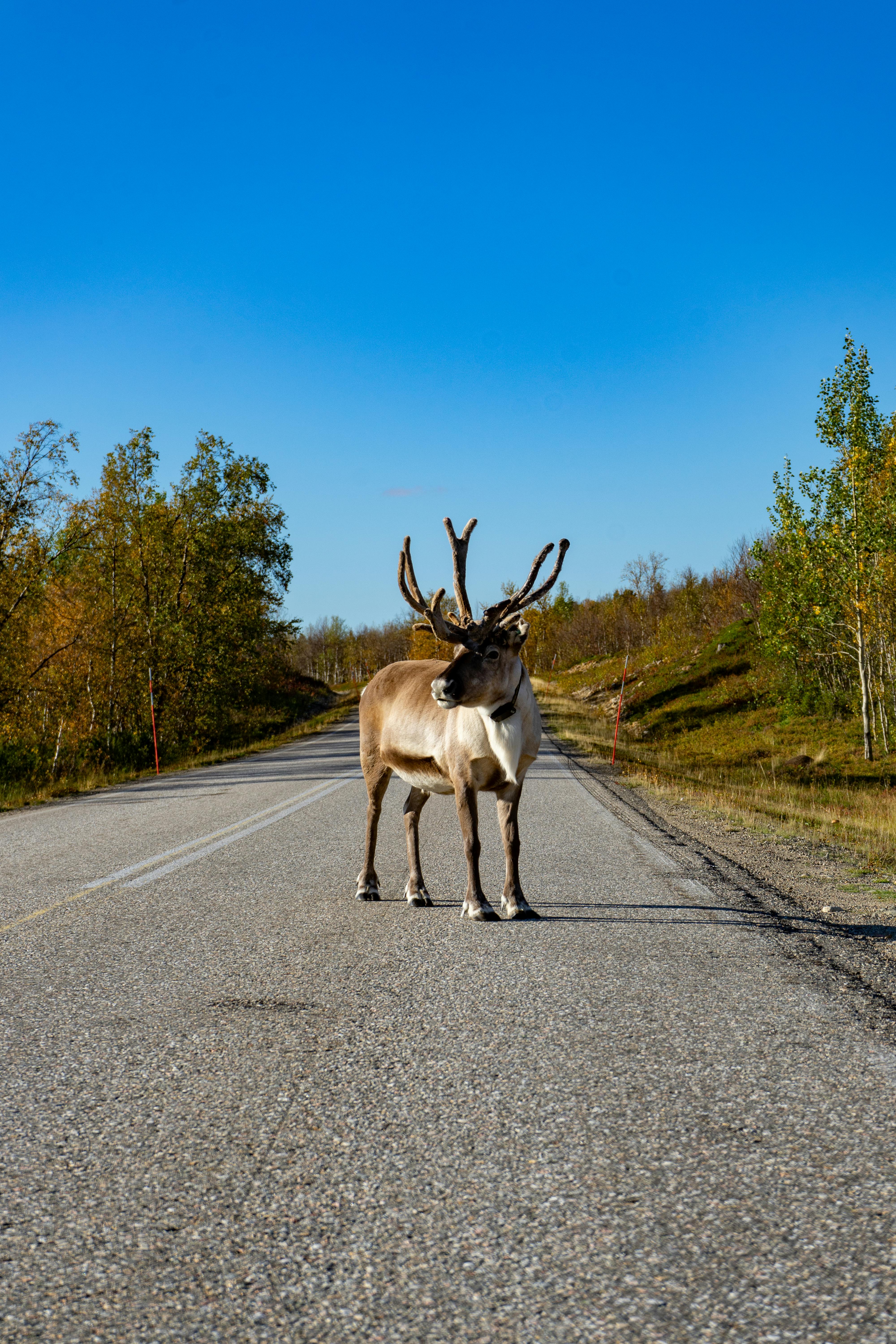 Reindeer on Road in Autumn · Free Stock Photo