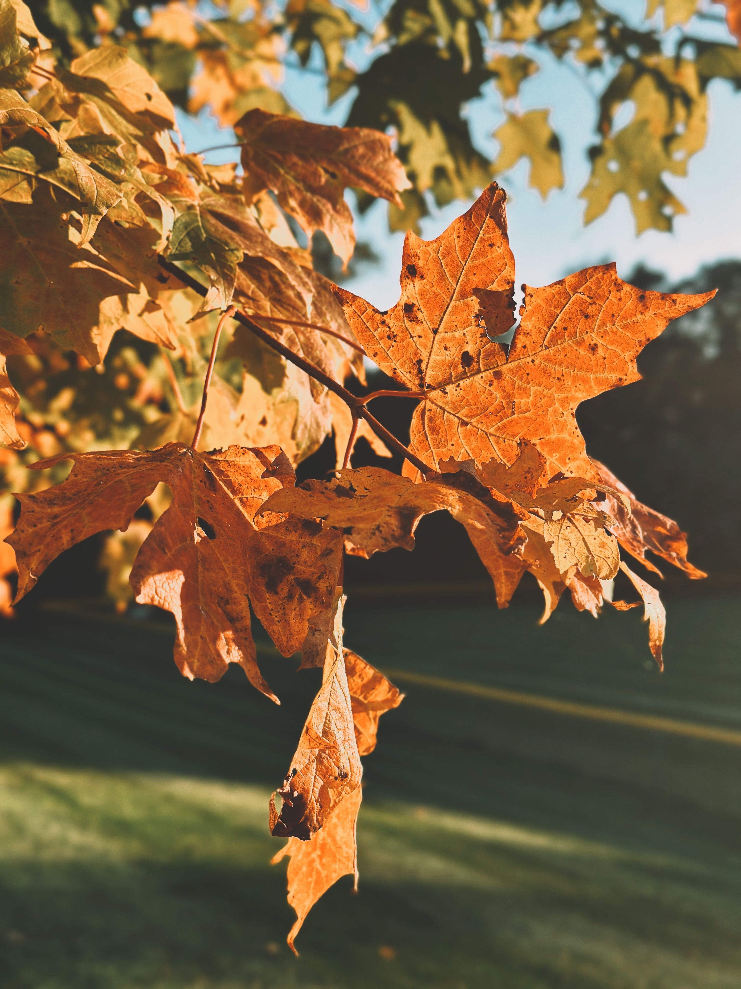 Autumn Vibes · Free Stock Photo