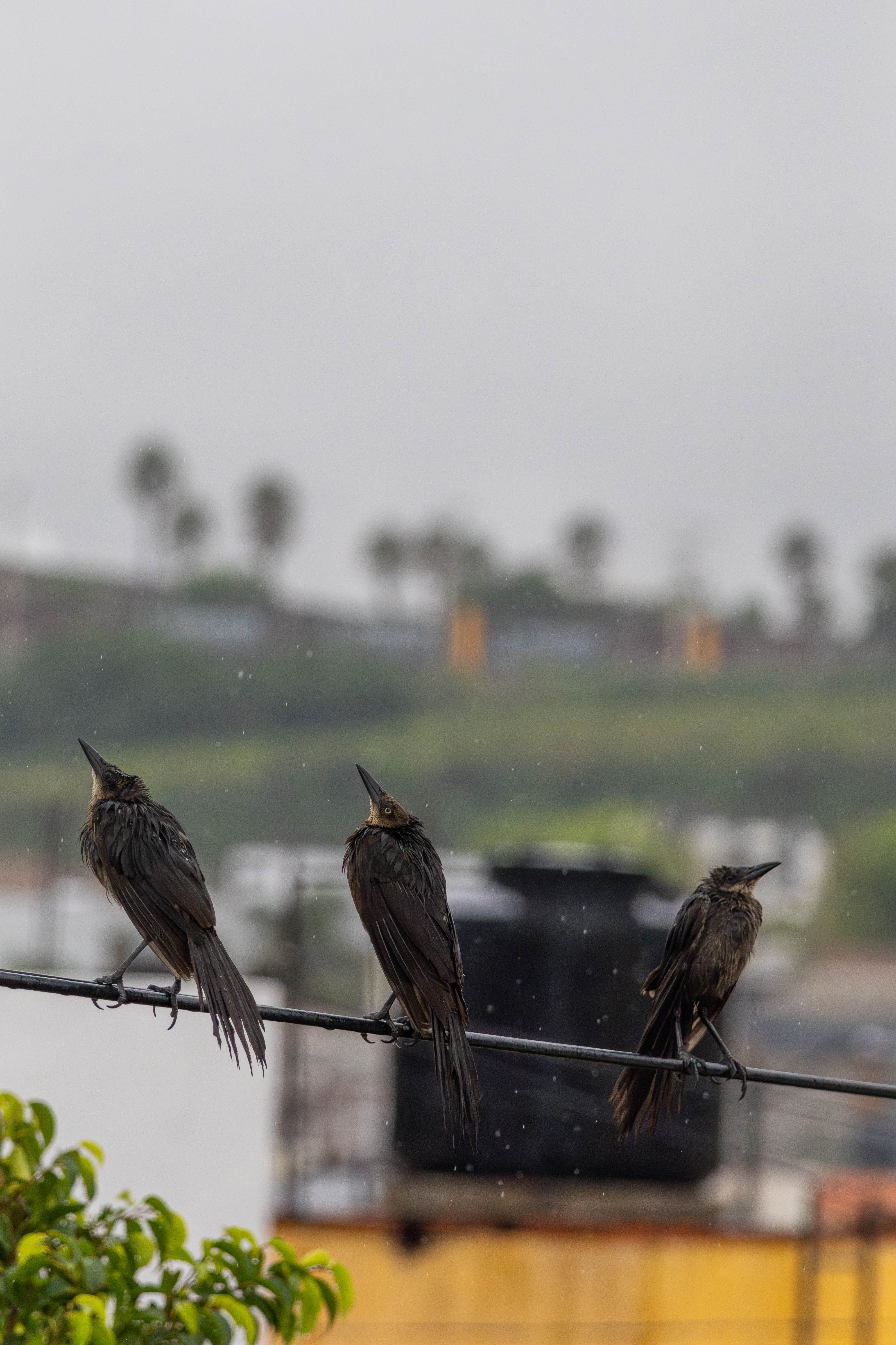 Close-up of Three Birds Perched on a Line · Free Stock Photo