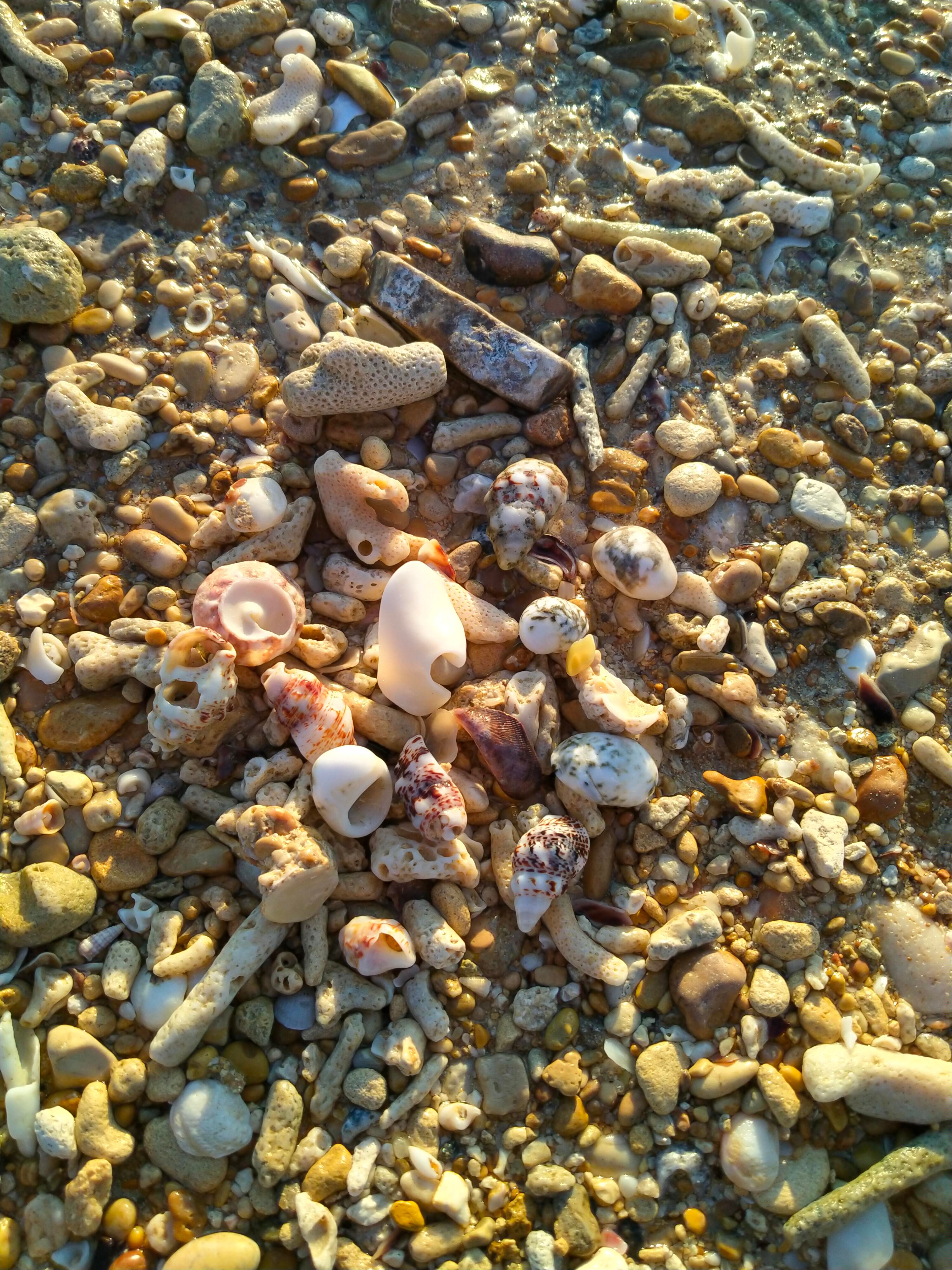 A beach with shells and rocks on the sand · Free Stock Photo