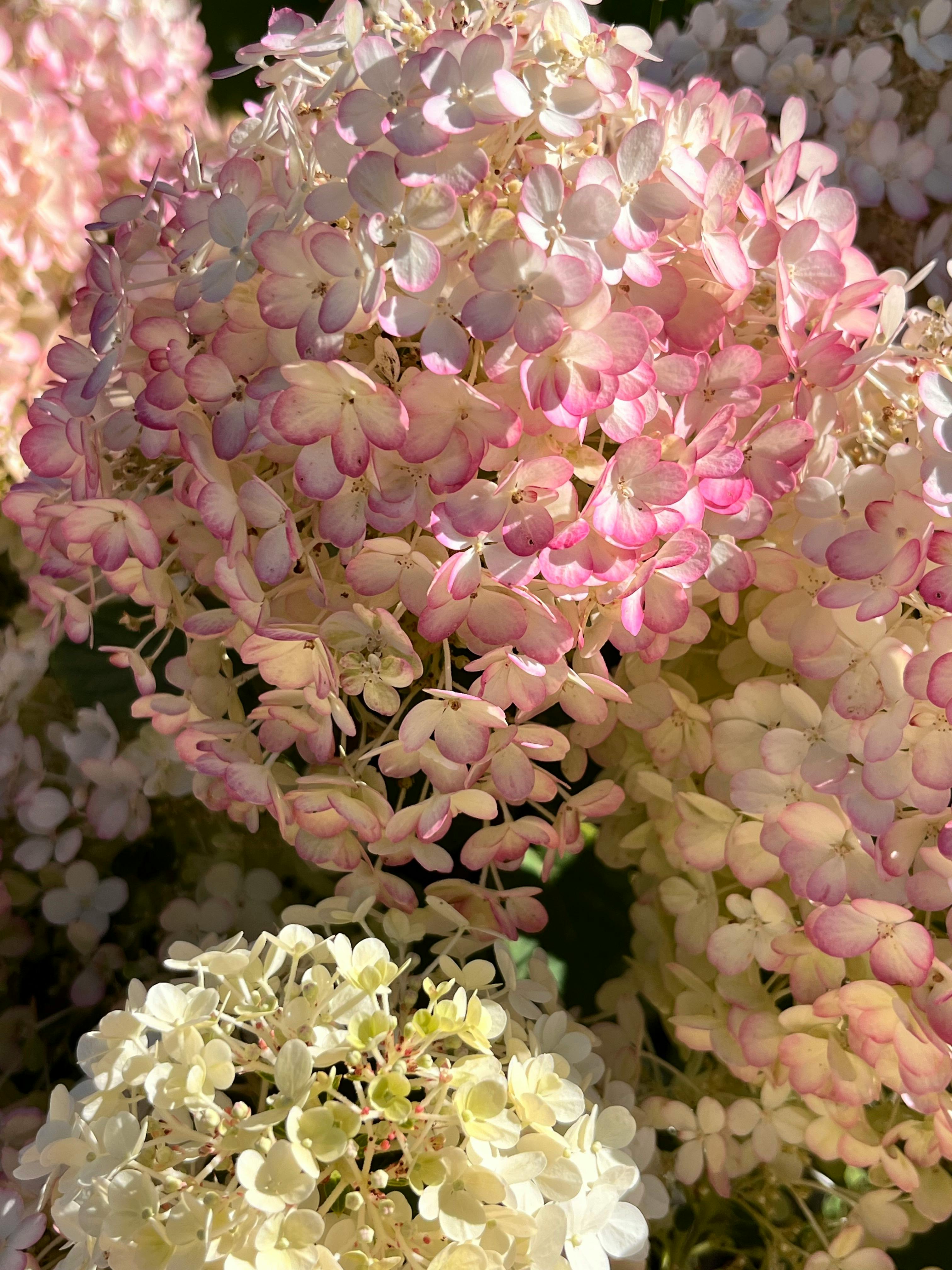 Close-Up of Pink and White Hydrangeas in Bloom · Free Stock Photo