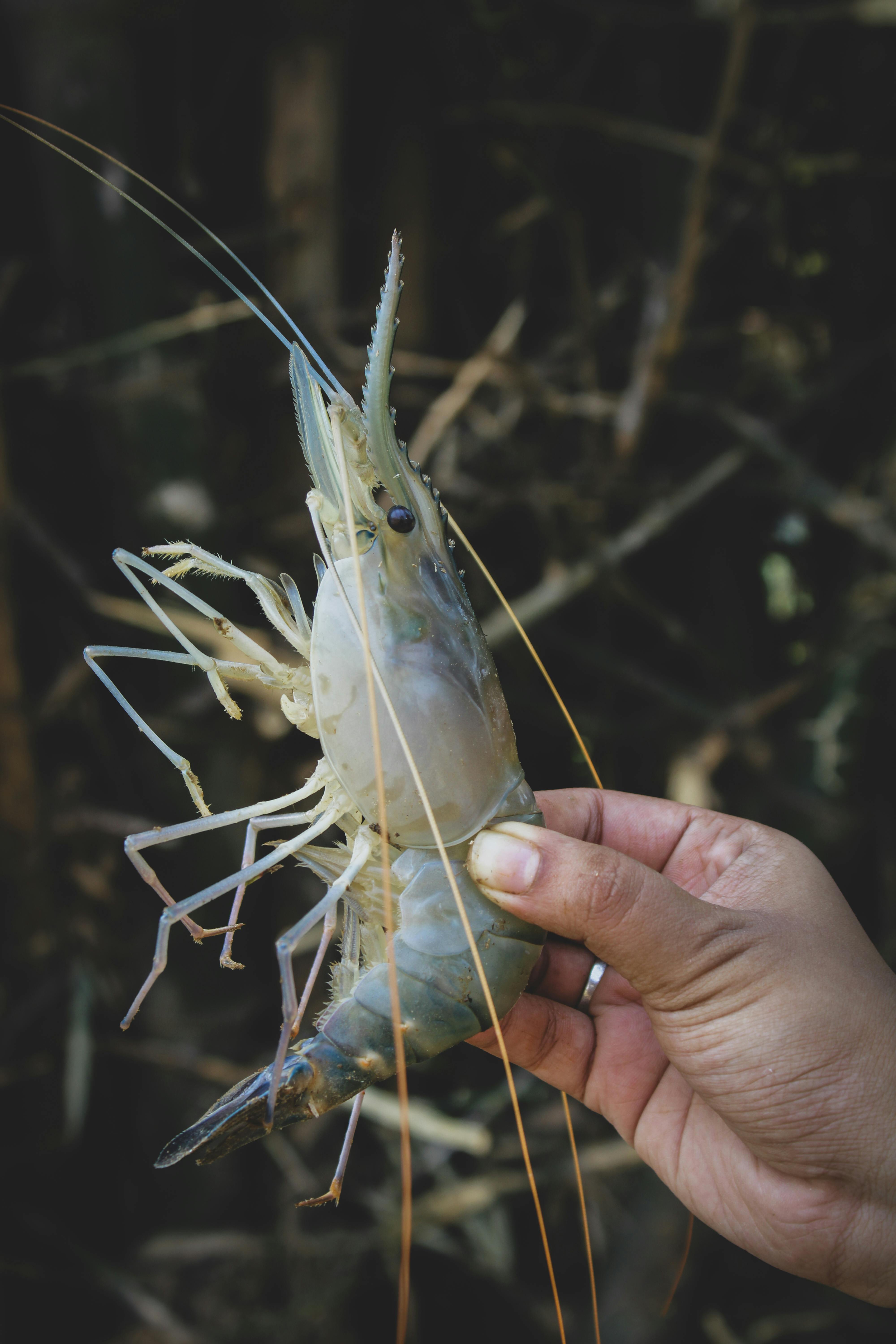 A man holding the Prawn · Free Stock Photo
