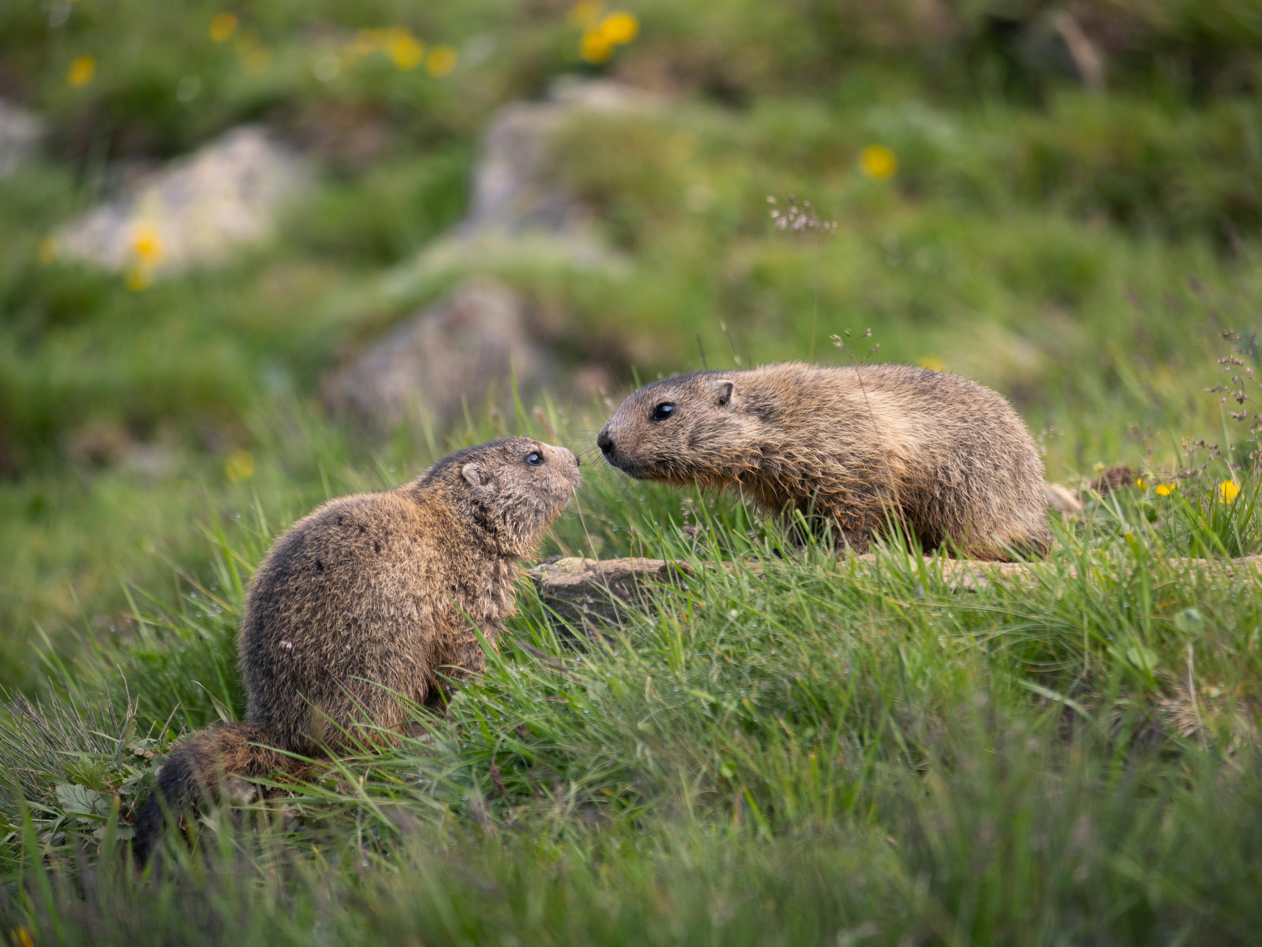 Animals Wallpaper Photos, Download The BEST Free Animals Wallpaper ...