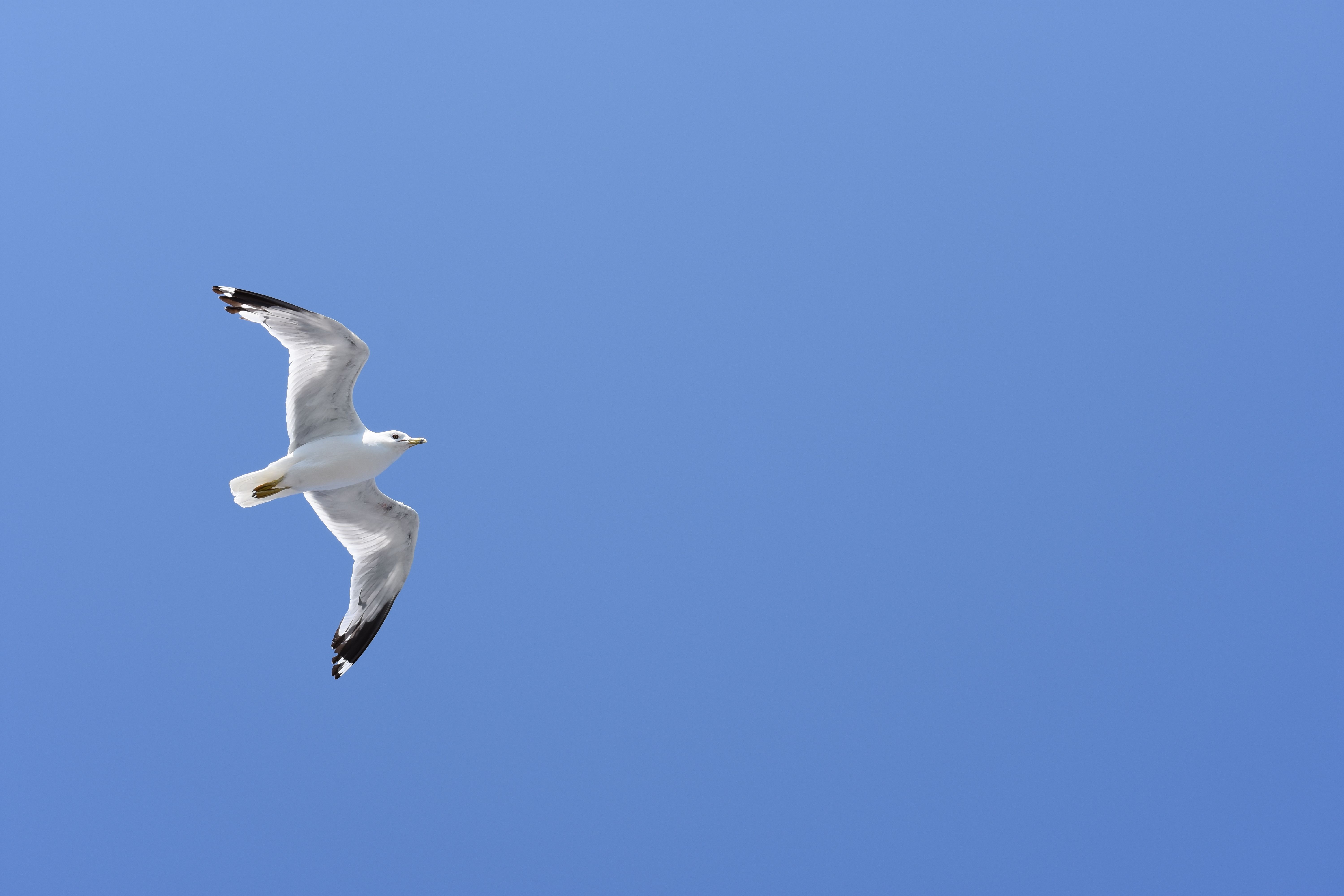 Seagull Flying in Air · Free Stock Photo
