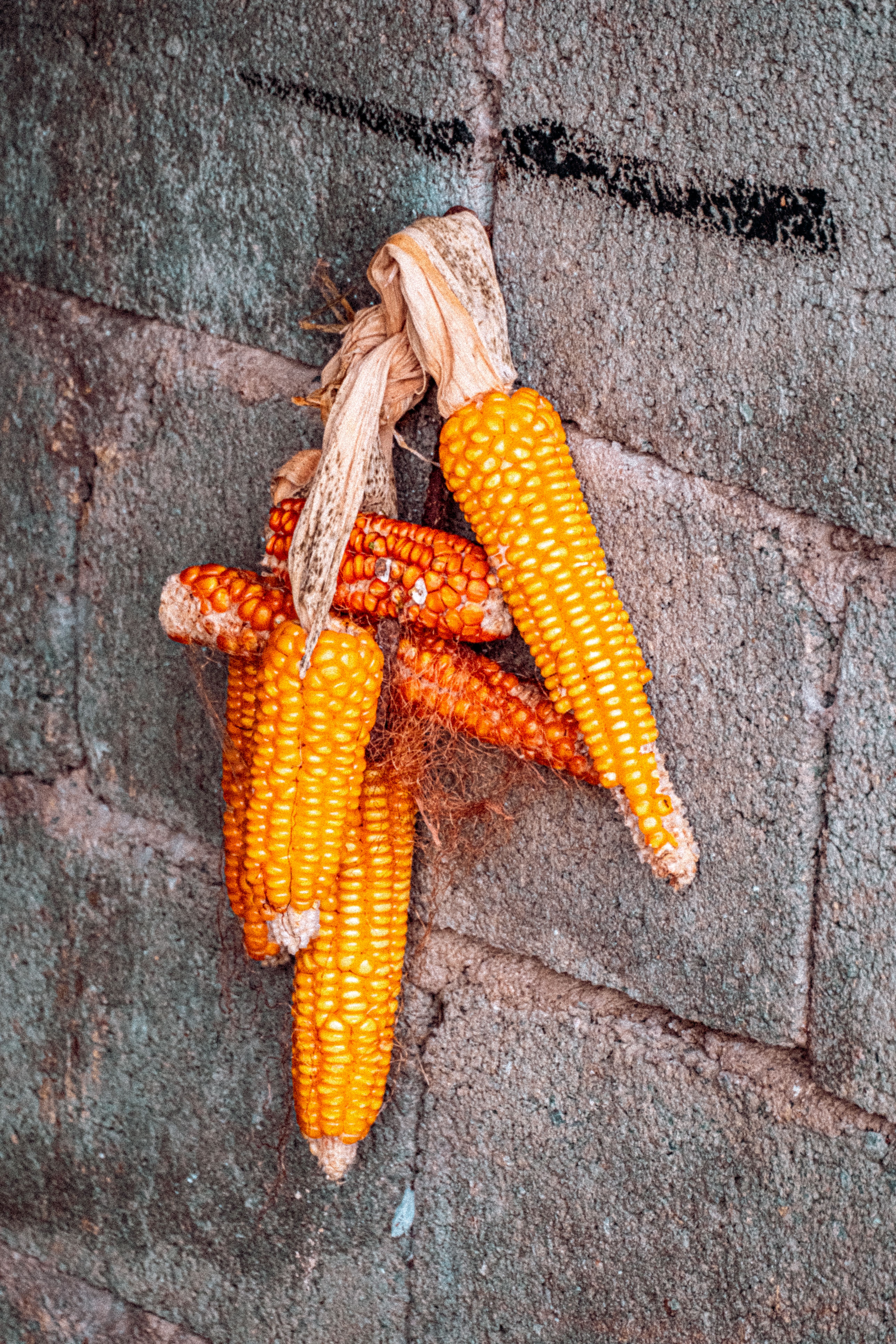 Corncobs Hanging on Wall · Free Stock Photo