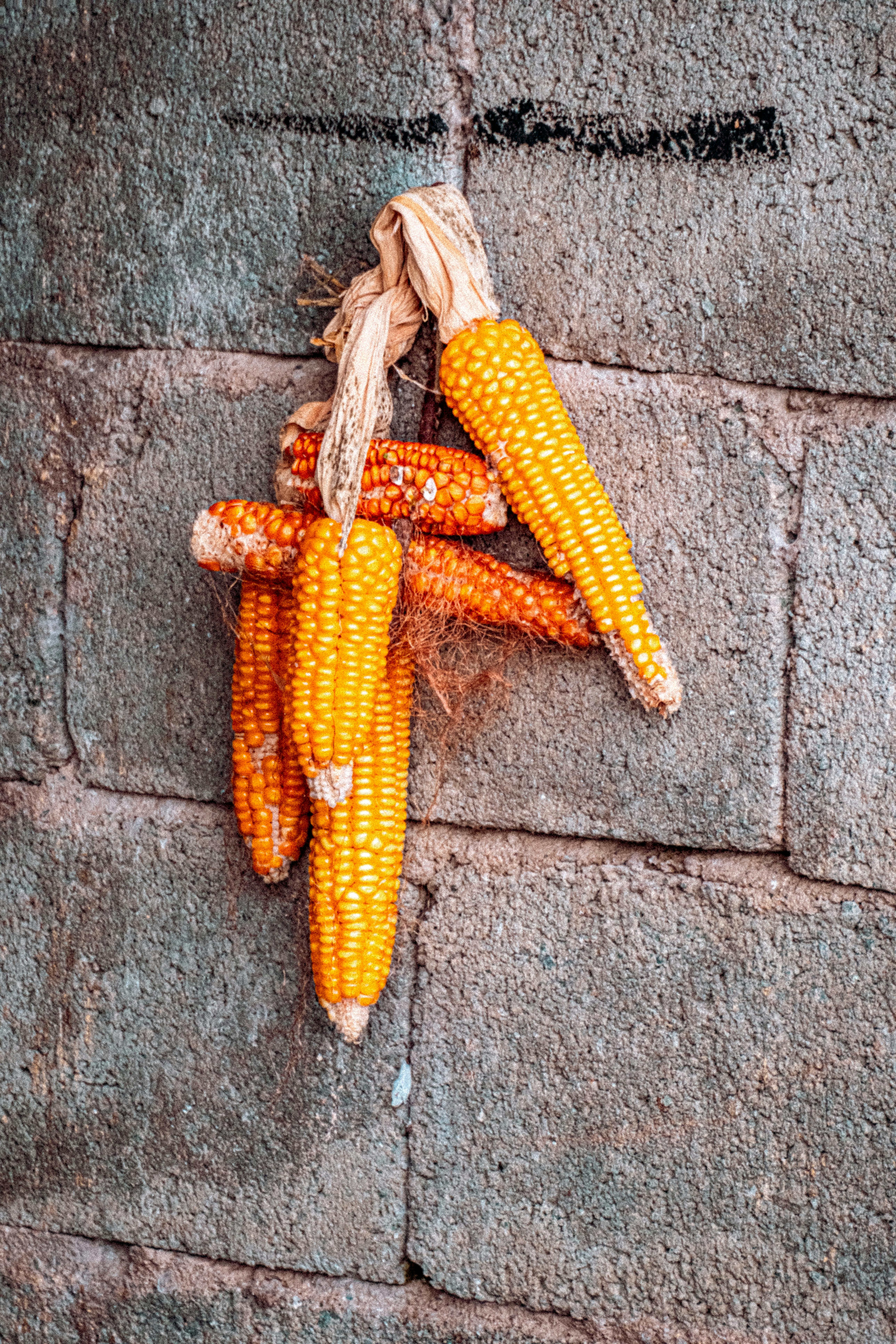A bunch of corn hanging from a brick wall · Free Stock Photo