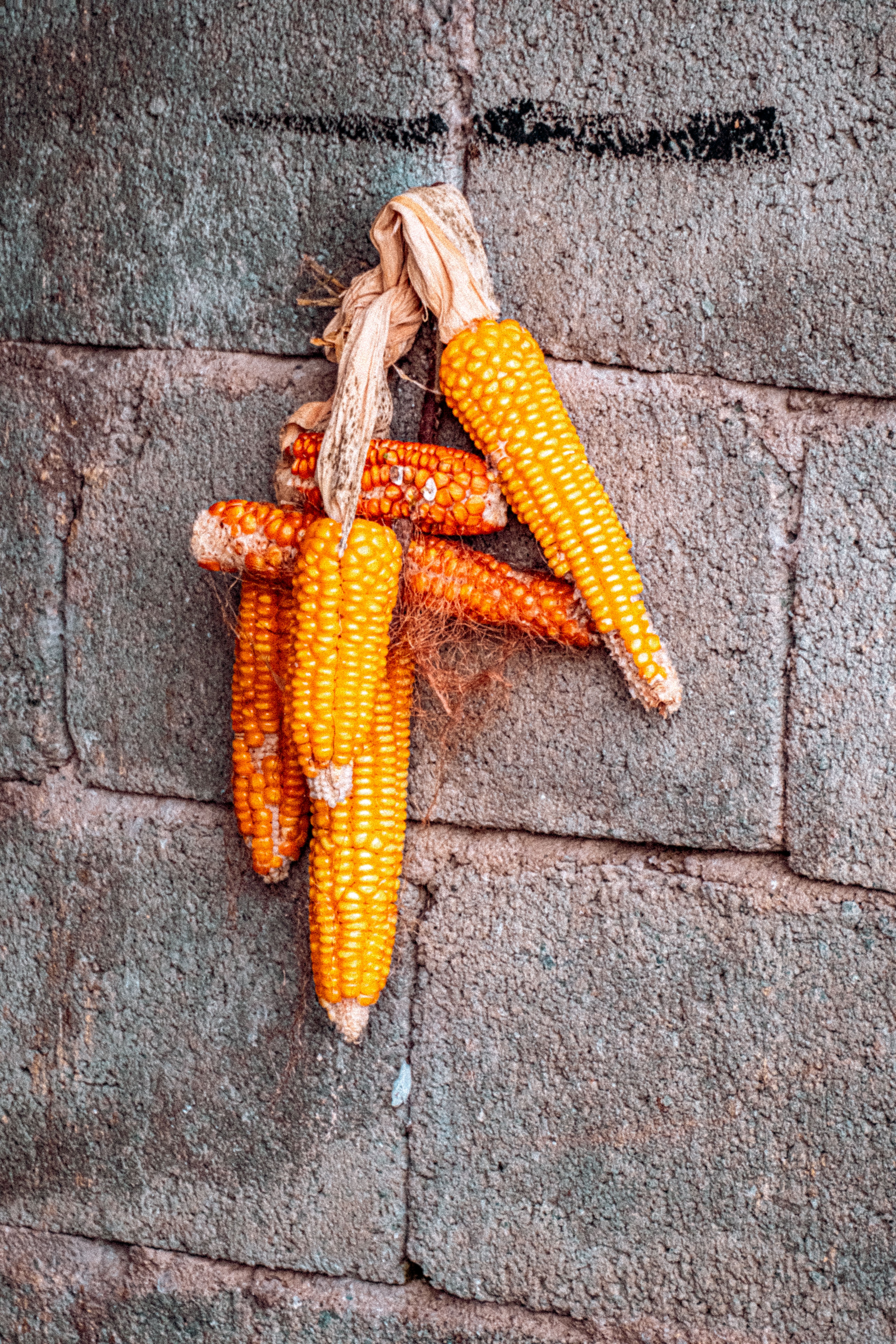 A bunch of corn hanging from a brick wall · Free Stock Photo