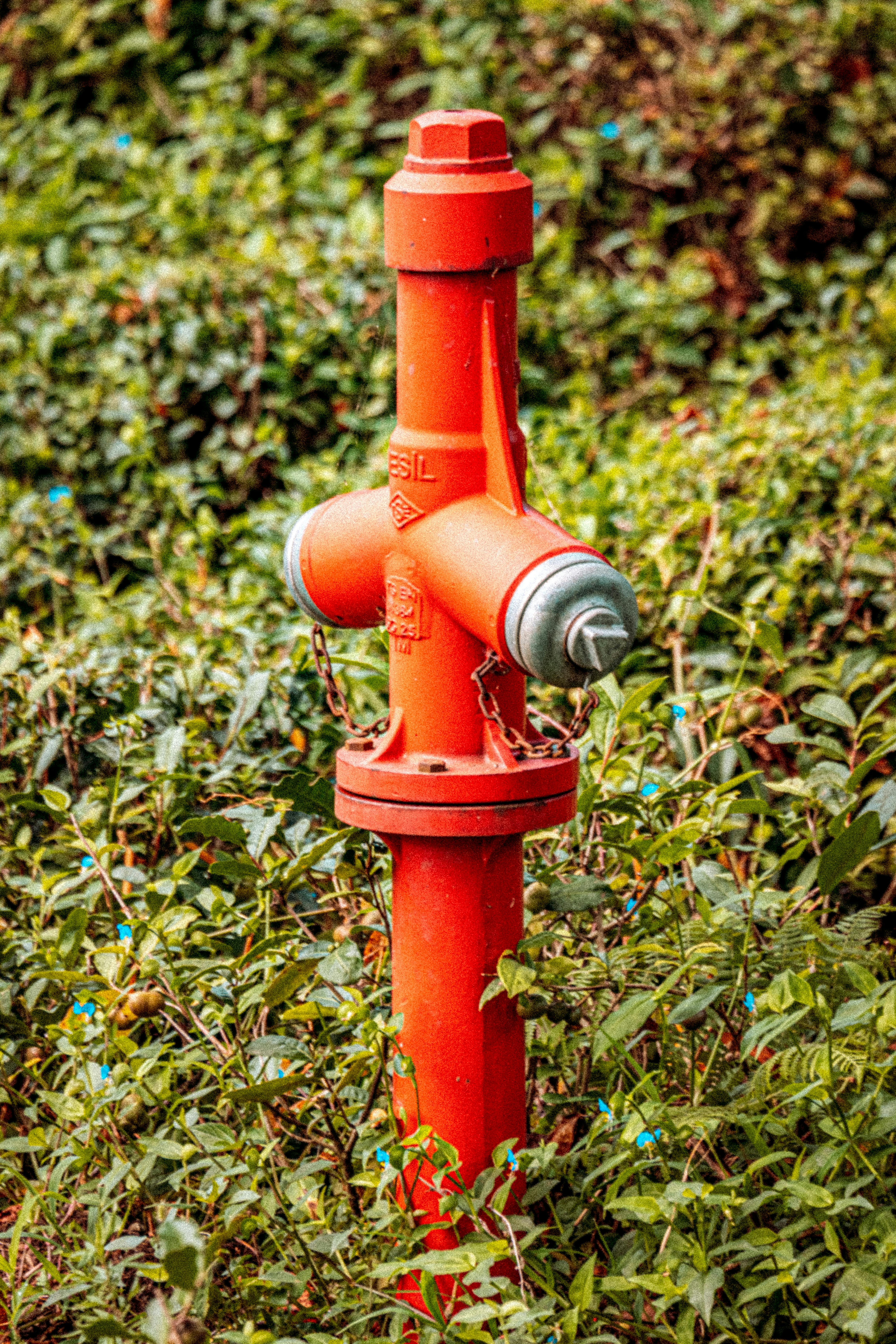 Person Showing Fire Hydrant · Free Stock Photo
