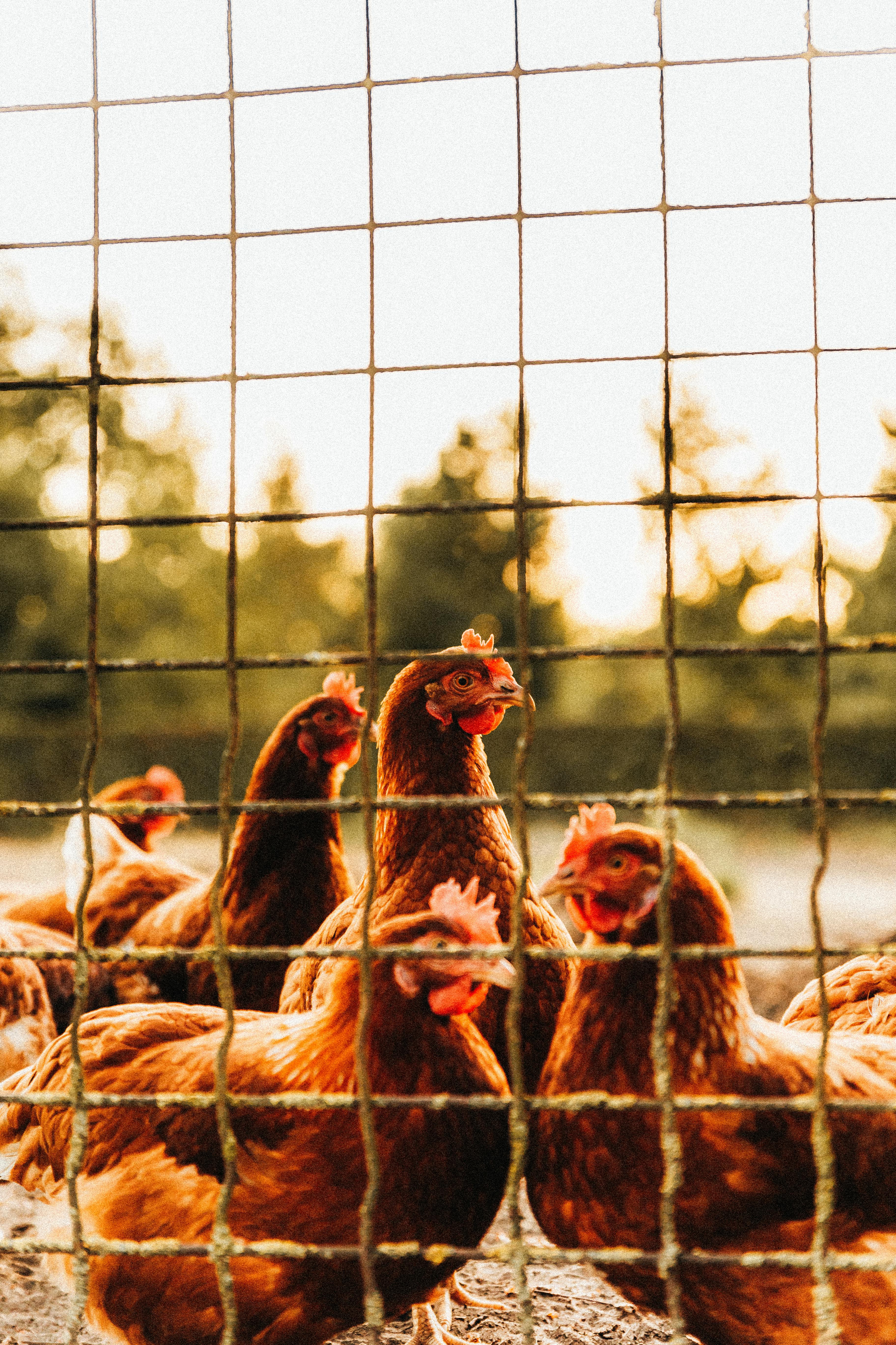 Hens behind Fence · Free Stock Photo