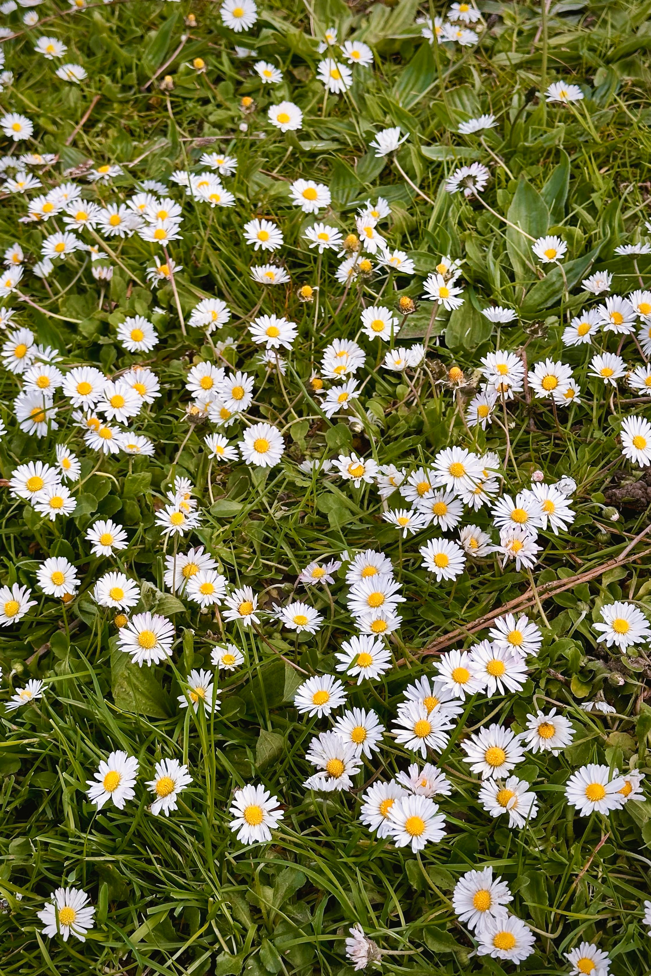 Ground Coverage Photos, Download The BEST Free Ground Coverage Stock ...