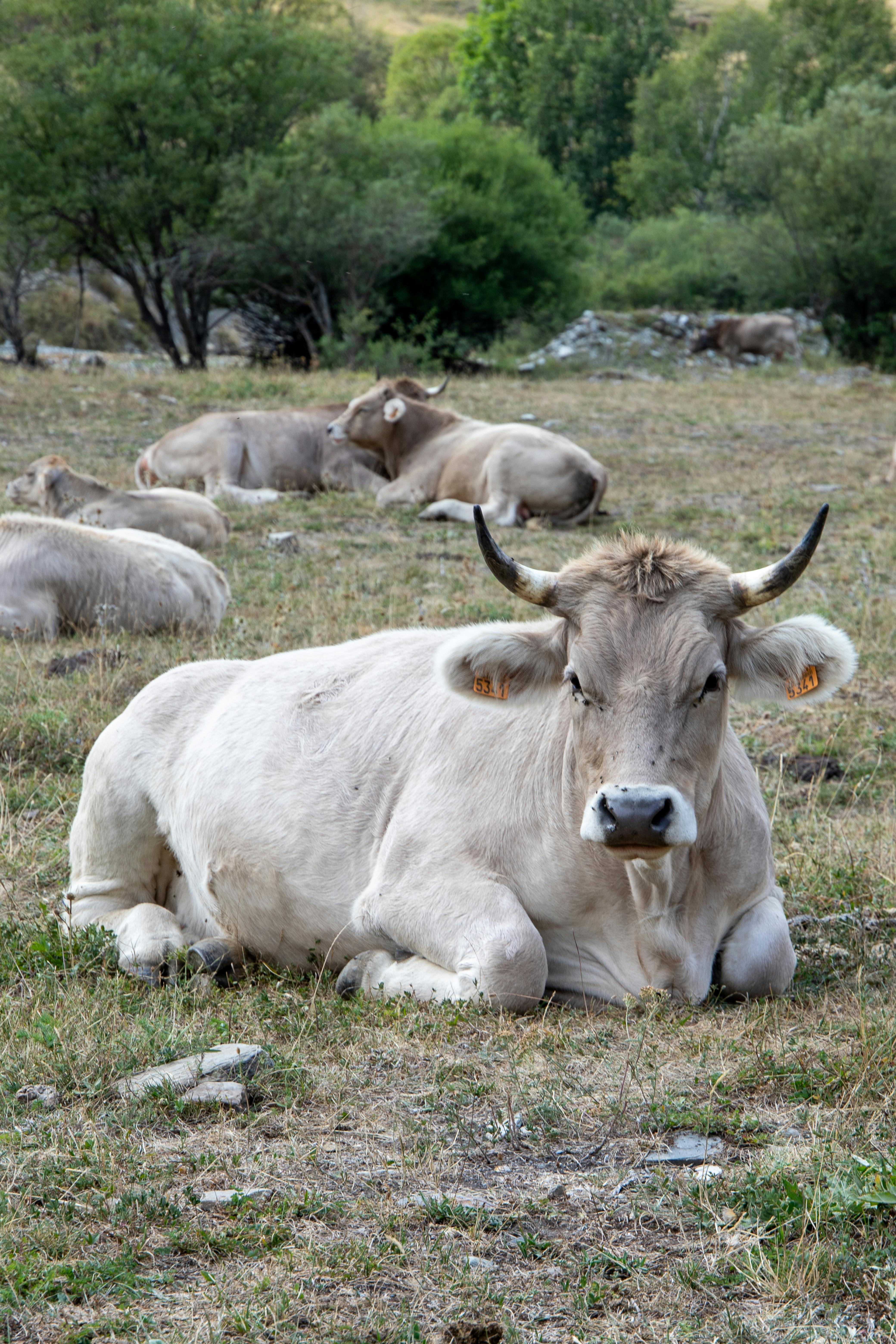 White Cows on a Meadow · Free Stock Photo