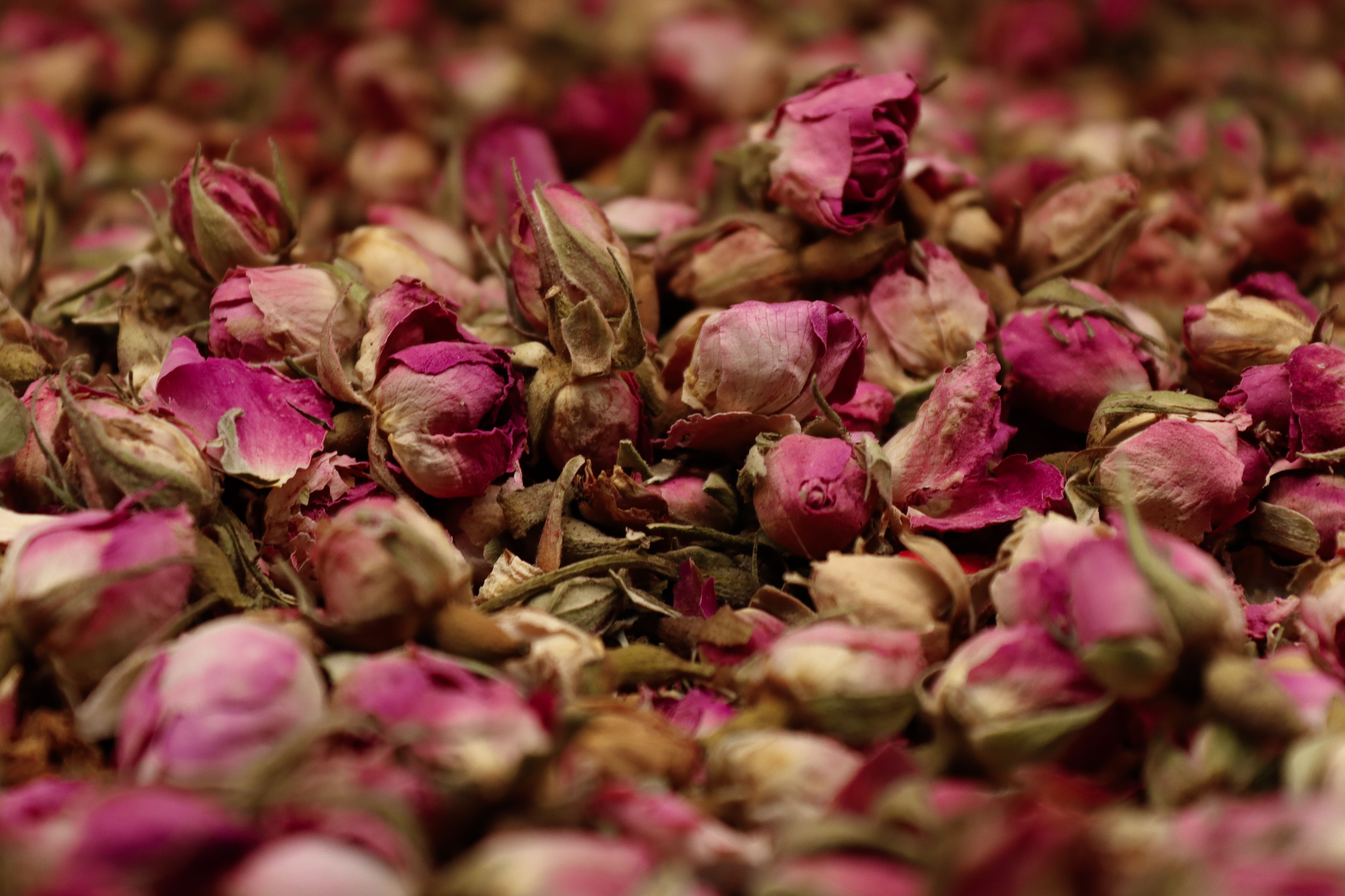 Pink colored dried rose bud🌹 · Free Stock Photo