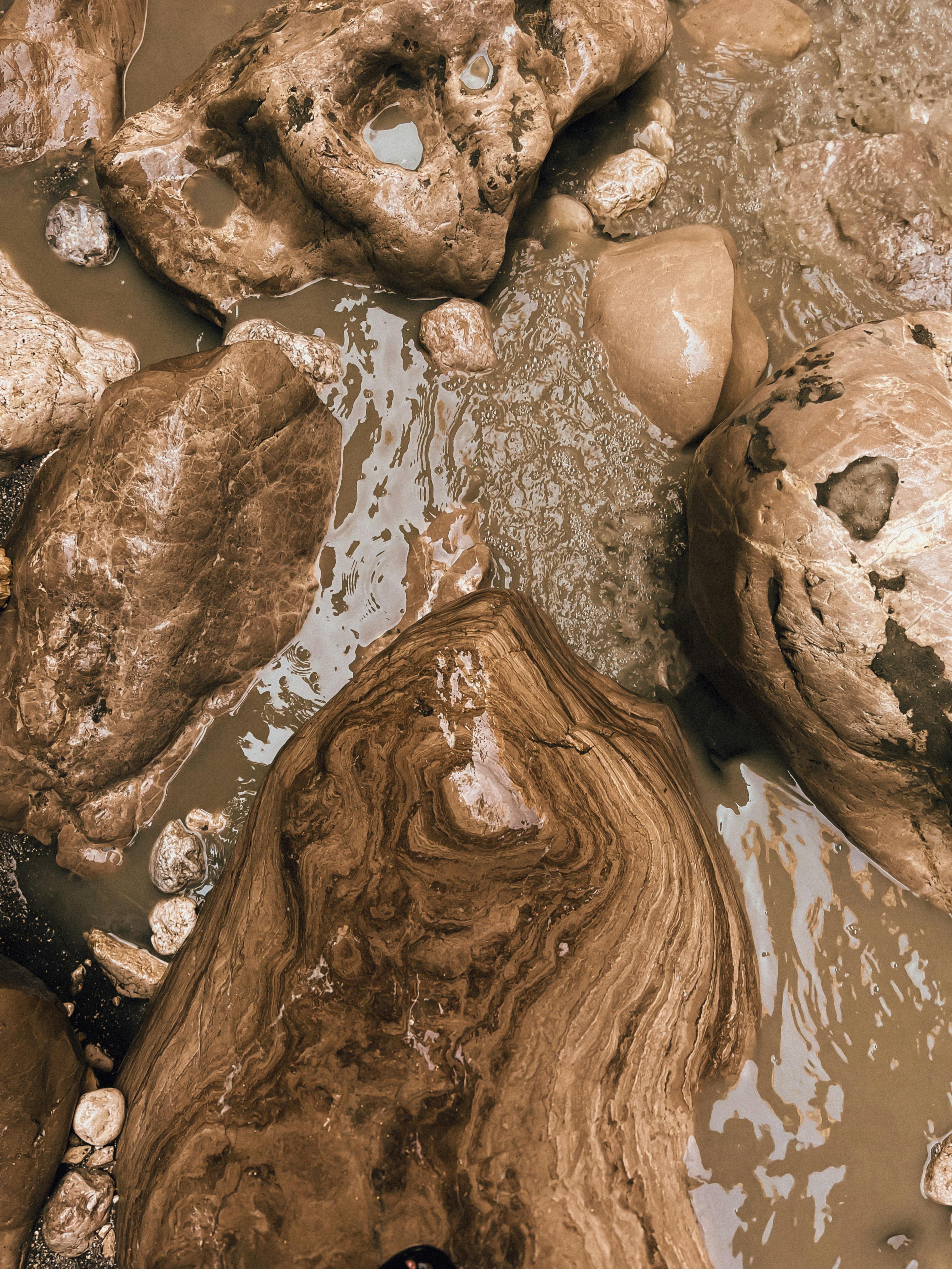 Rocks in Swamp · Free Stock Photo