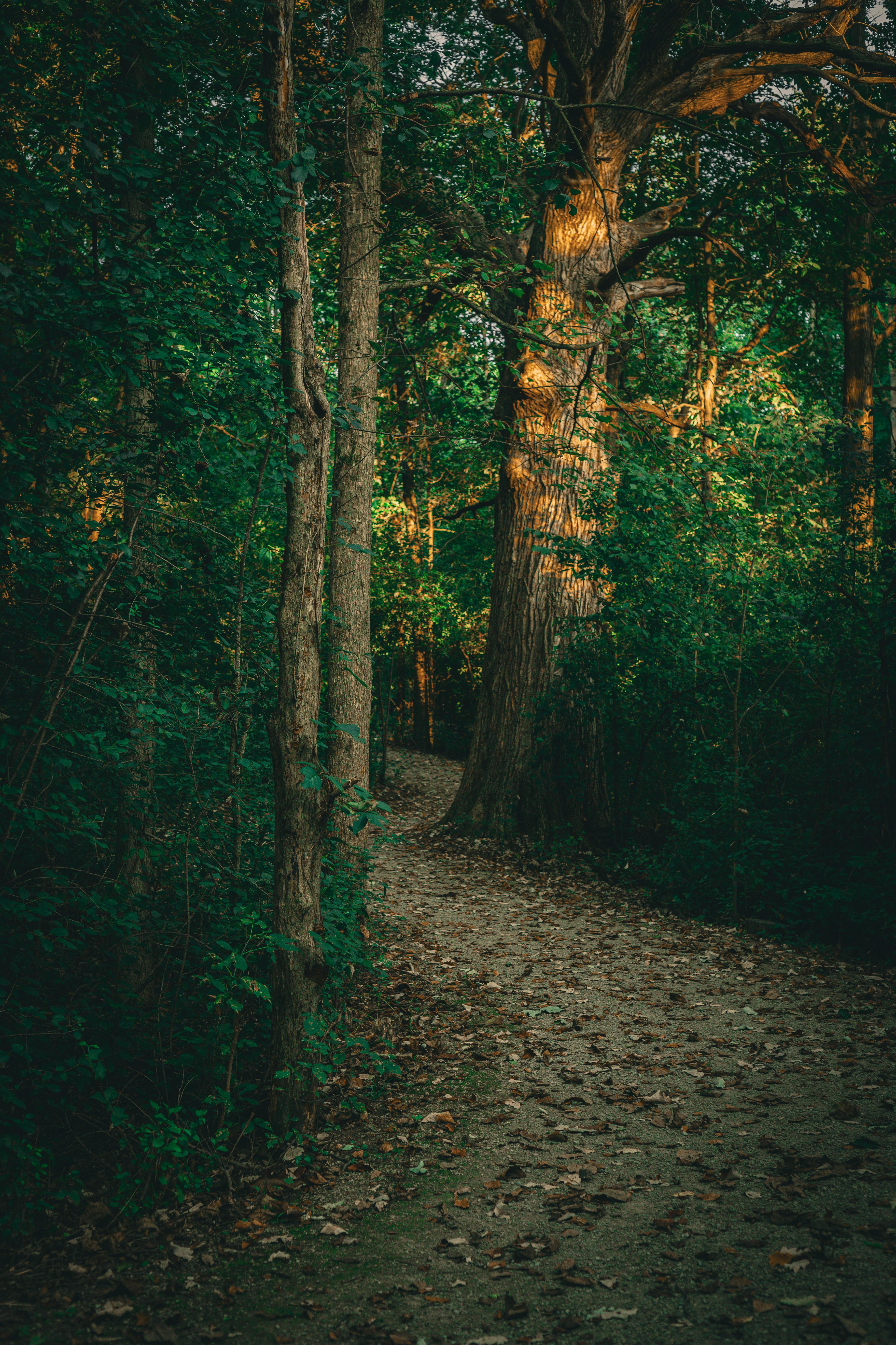 Pathway Near Trees · Free Stock Photo