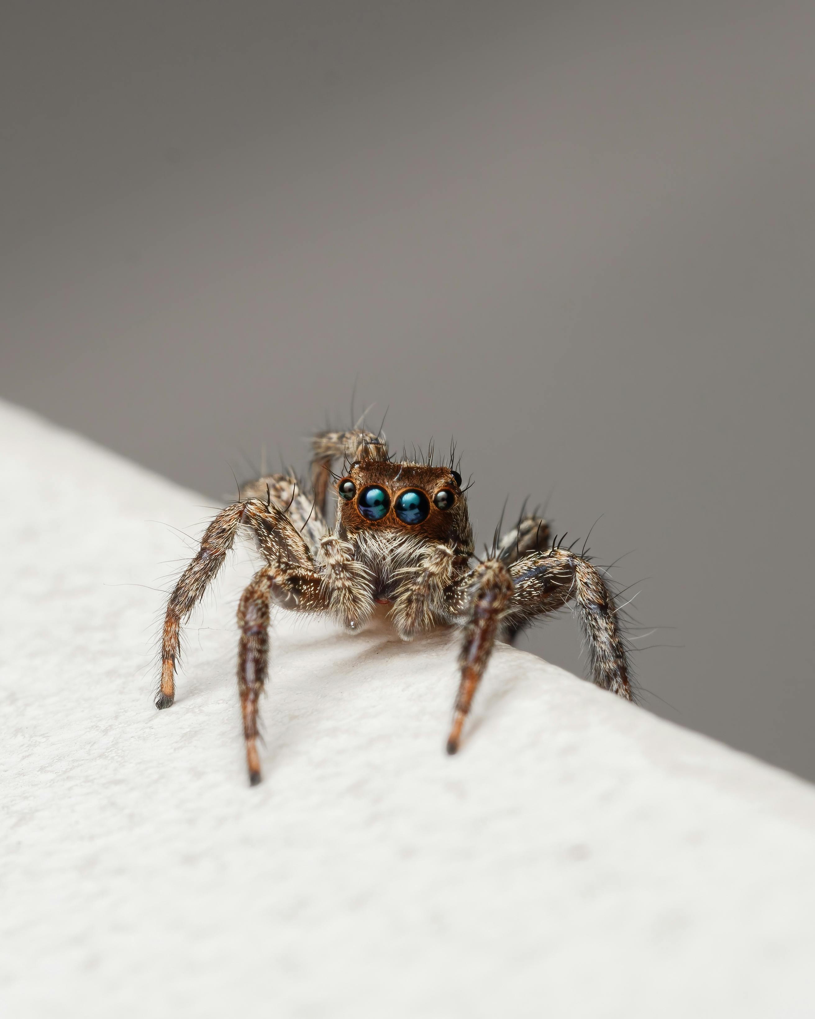Fuzzy Spider Photos, Download The BEST Free Fuzzy Spider Stock Photos ...