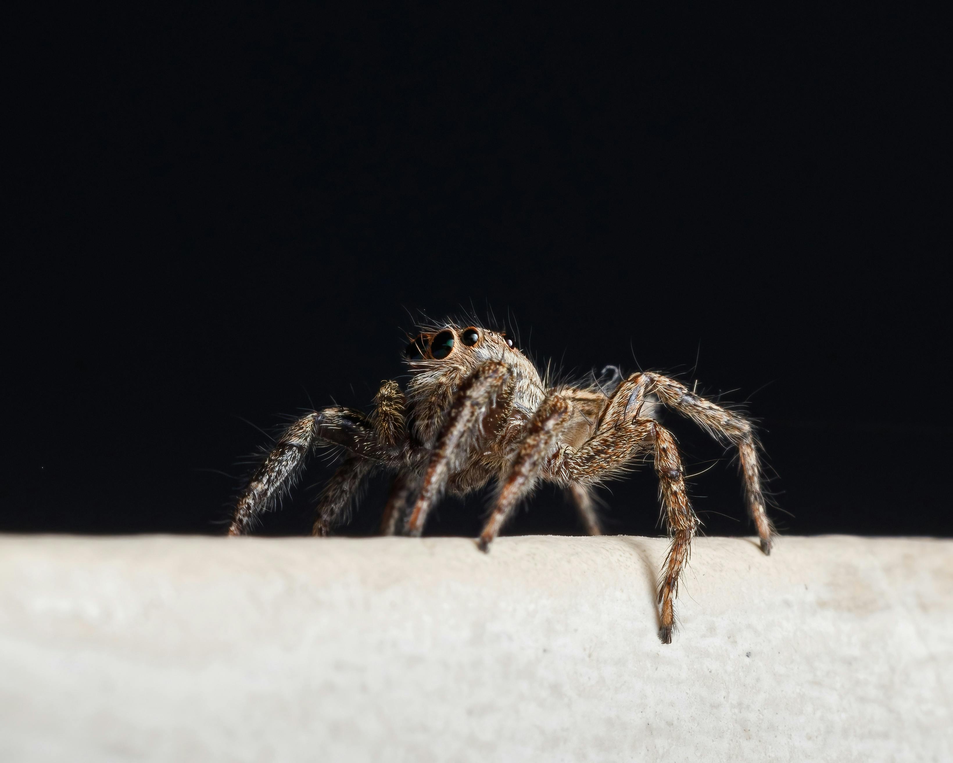 Spider on a Black Background · Free Stock Photo