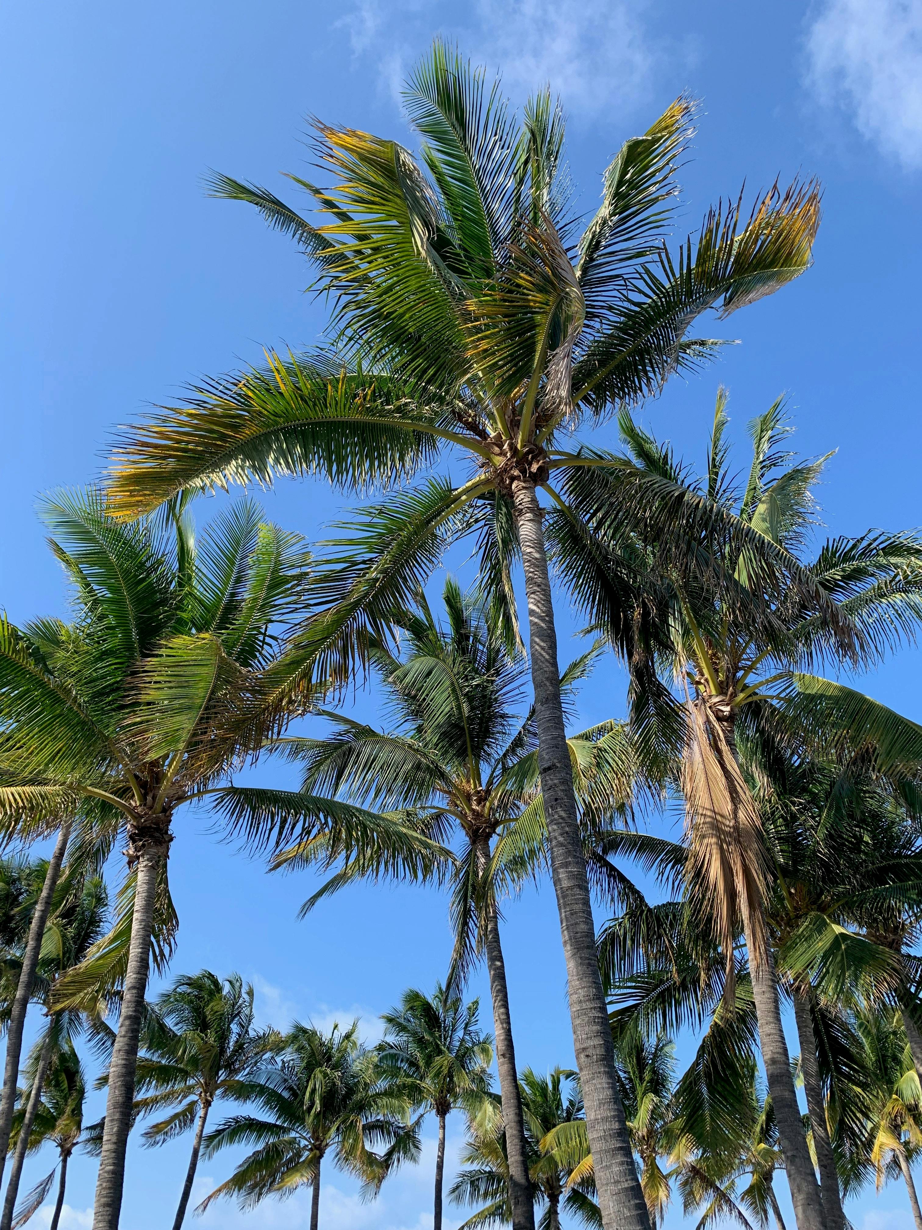 Bottom View of Palm Trees · Free Stock Photo