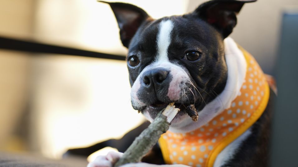 Solving Schnauzer Bumps: Causes and Treatments Explained
