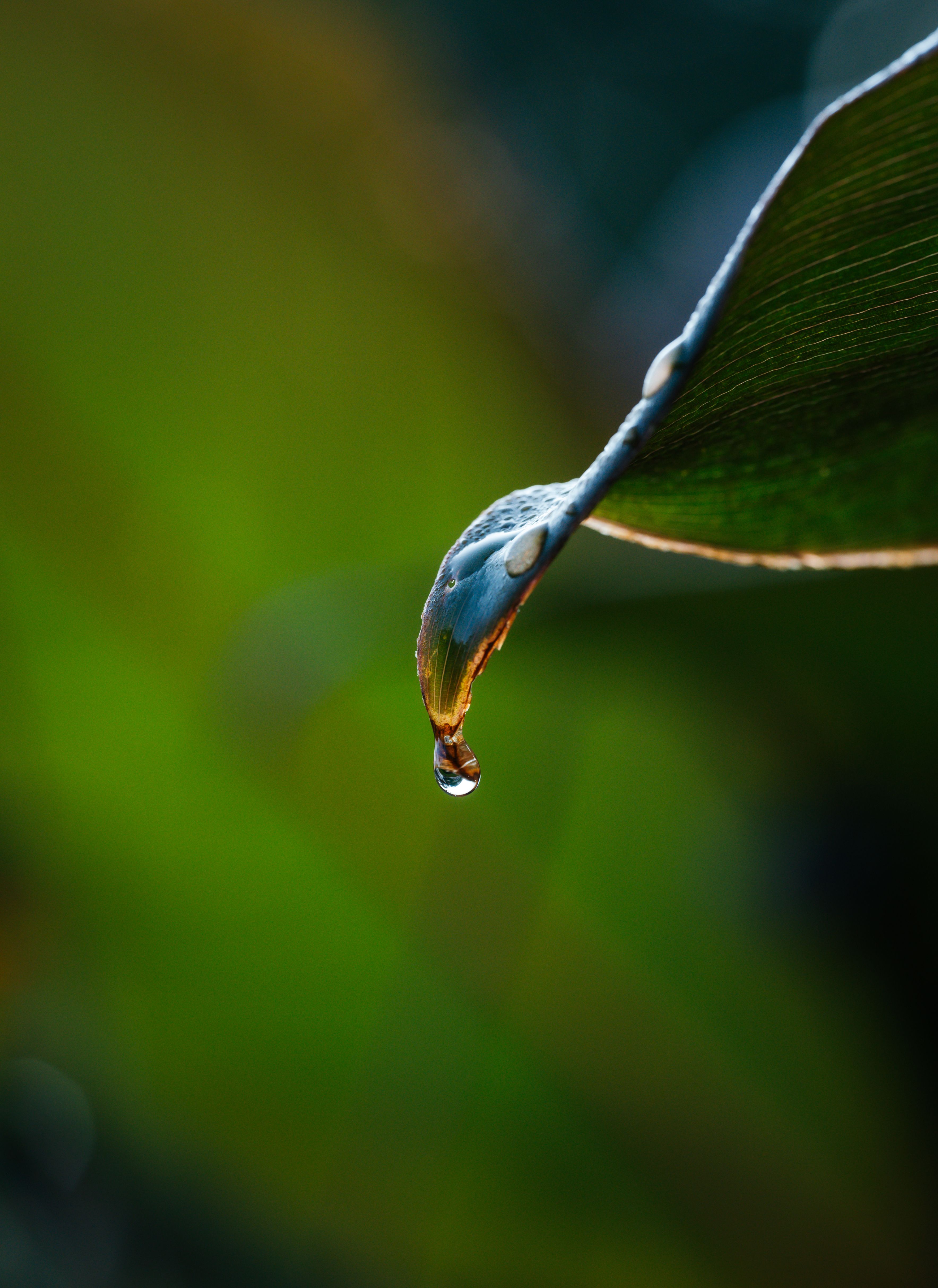 Falling Raindrop on Edge of Green Leaf · Free Stock Photo