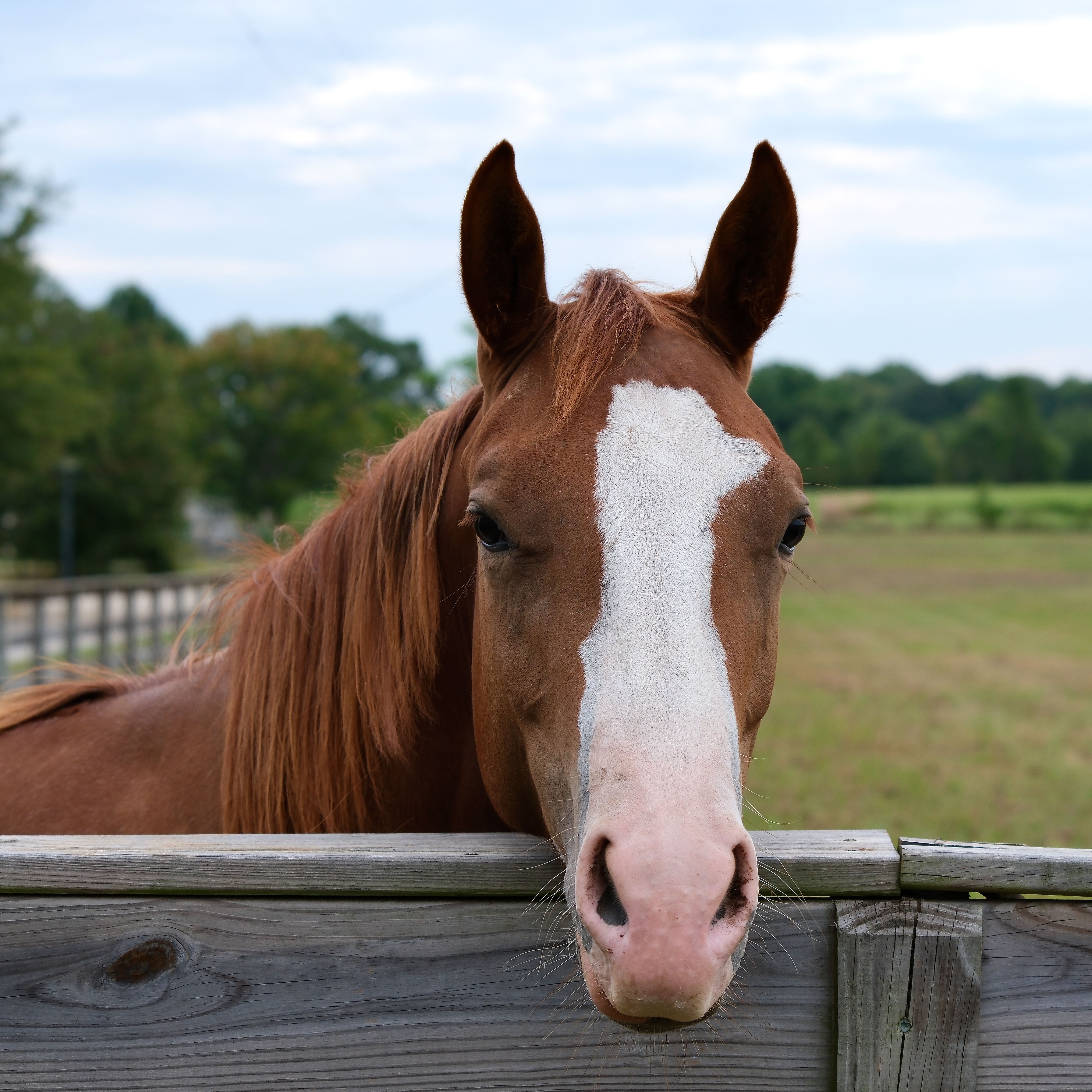 Primer Plano De Un Caballo Castaño En La Cerca De Un Pasto · Foto de ...