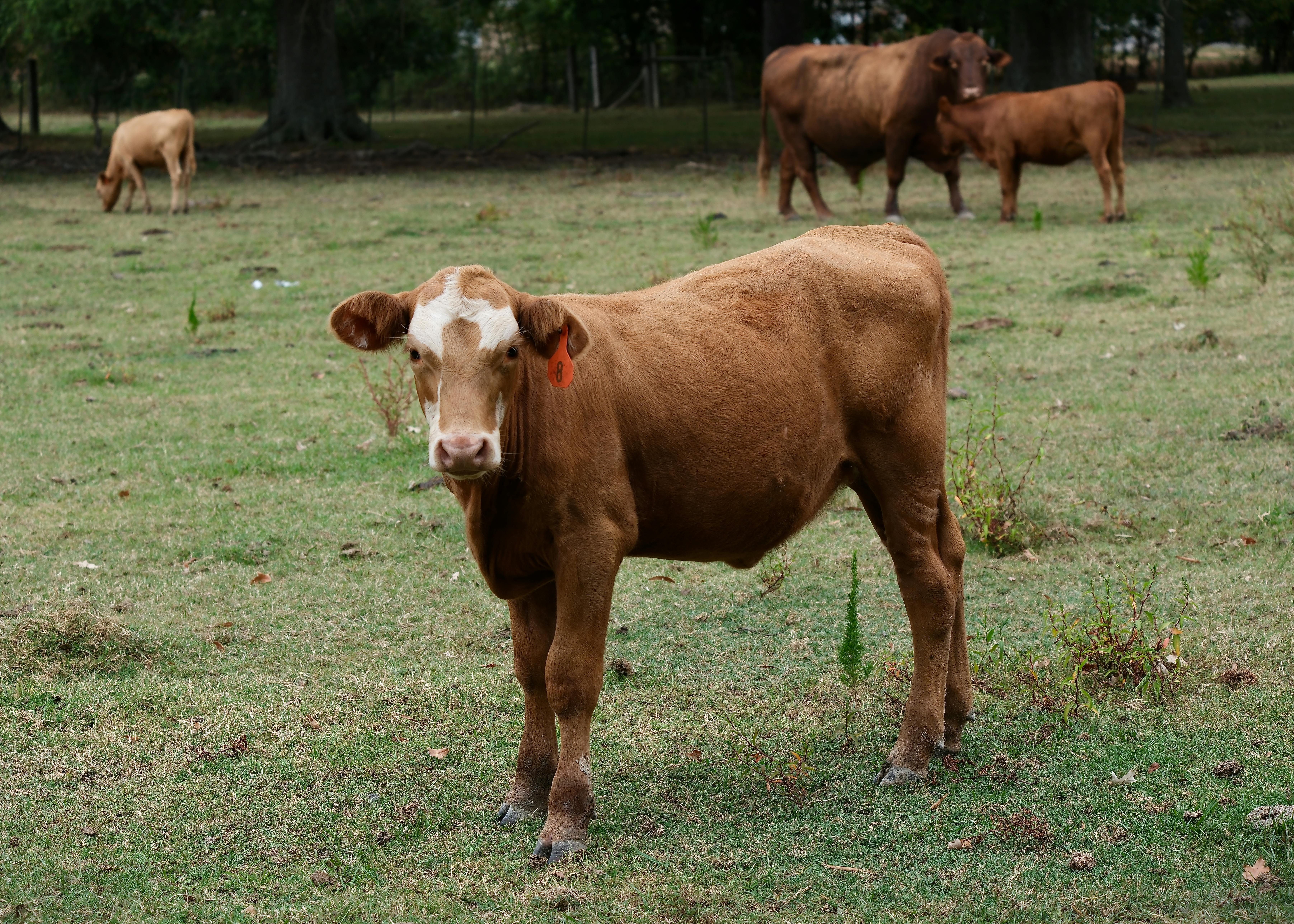 Cattle Grazing in a Field in Priceville, Alabama · Free Stock Photo