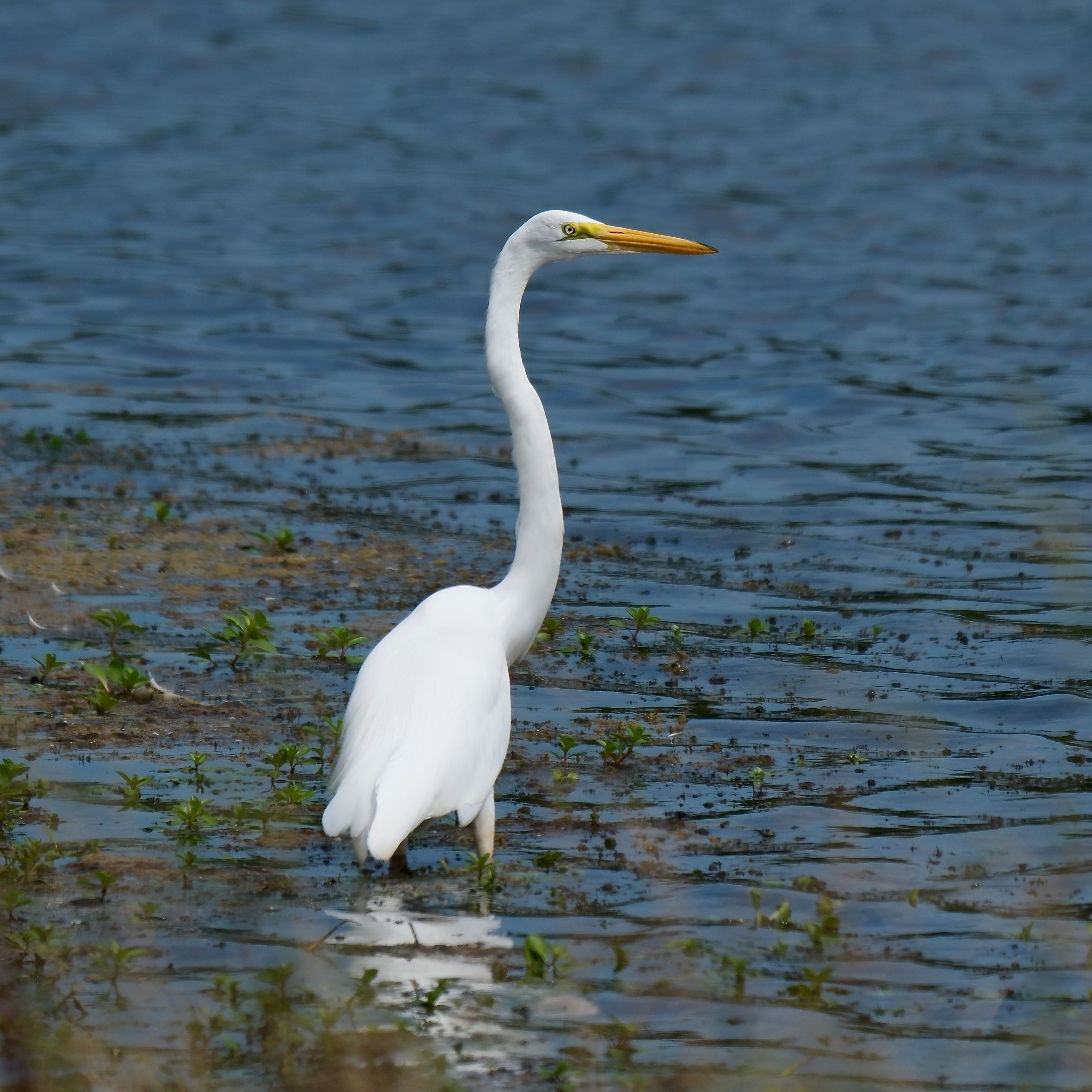 Majestic Great Egret in a Tranquil Decatur Wetland · Free Stock Photo