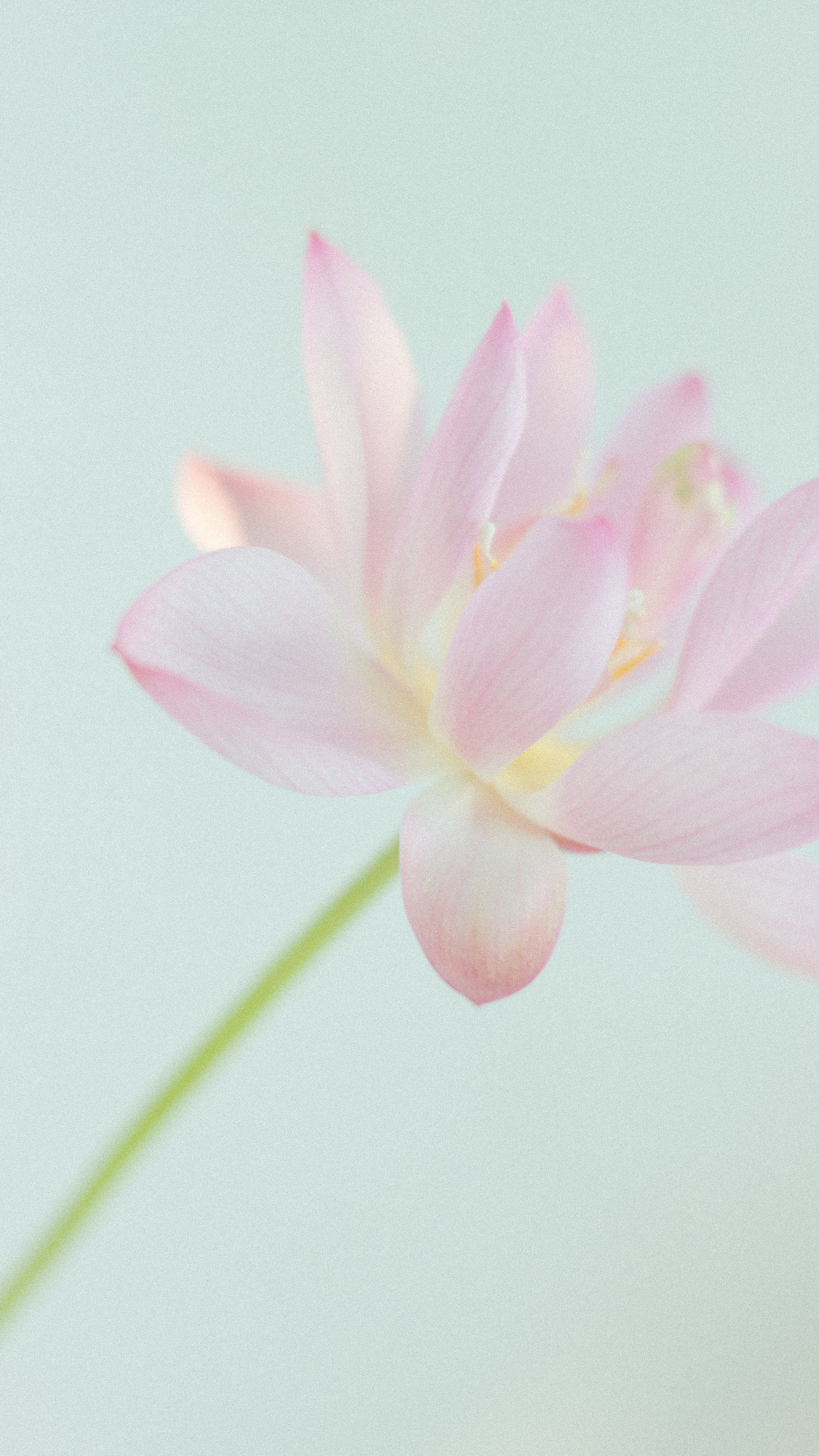 Blossoming flower with gentle petals on blue background · Free Stock Photo