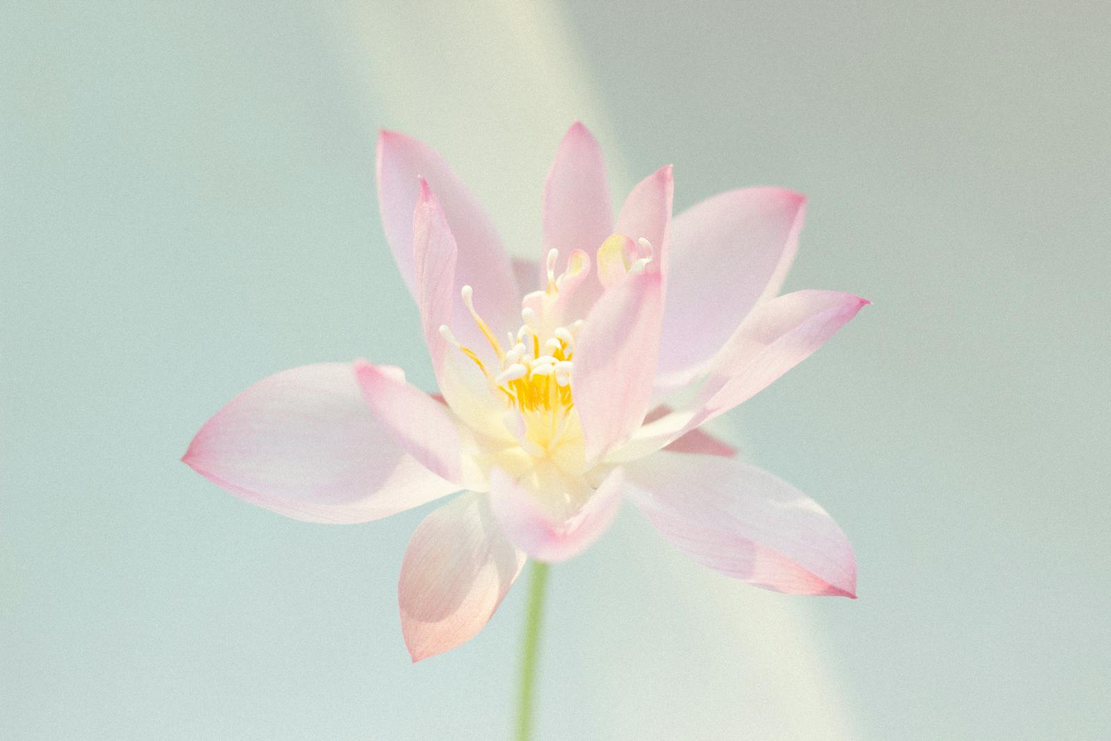 Lotus Background Photos, Download The BEST Free Lotus Background Stock ...