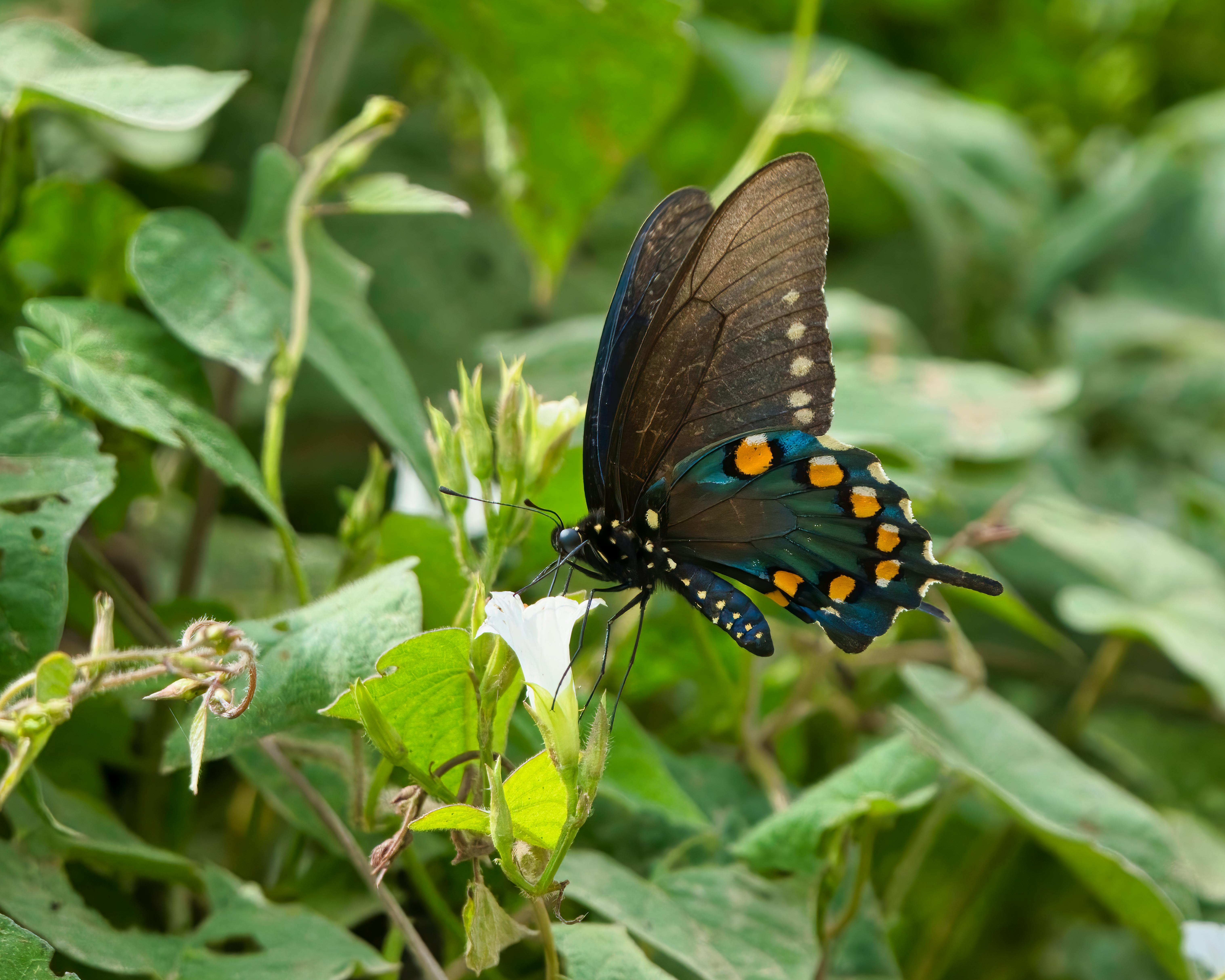 Battus Butterfly in Nature · Free Stock Photo