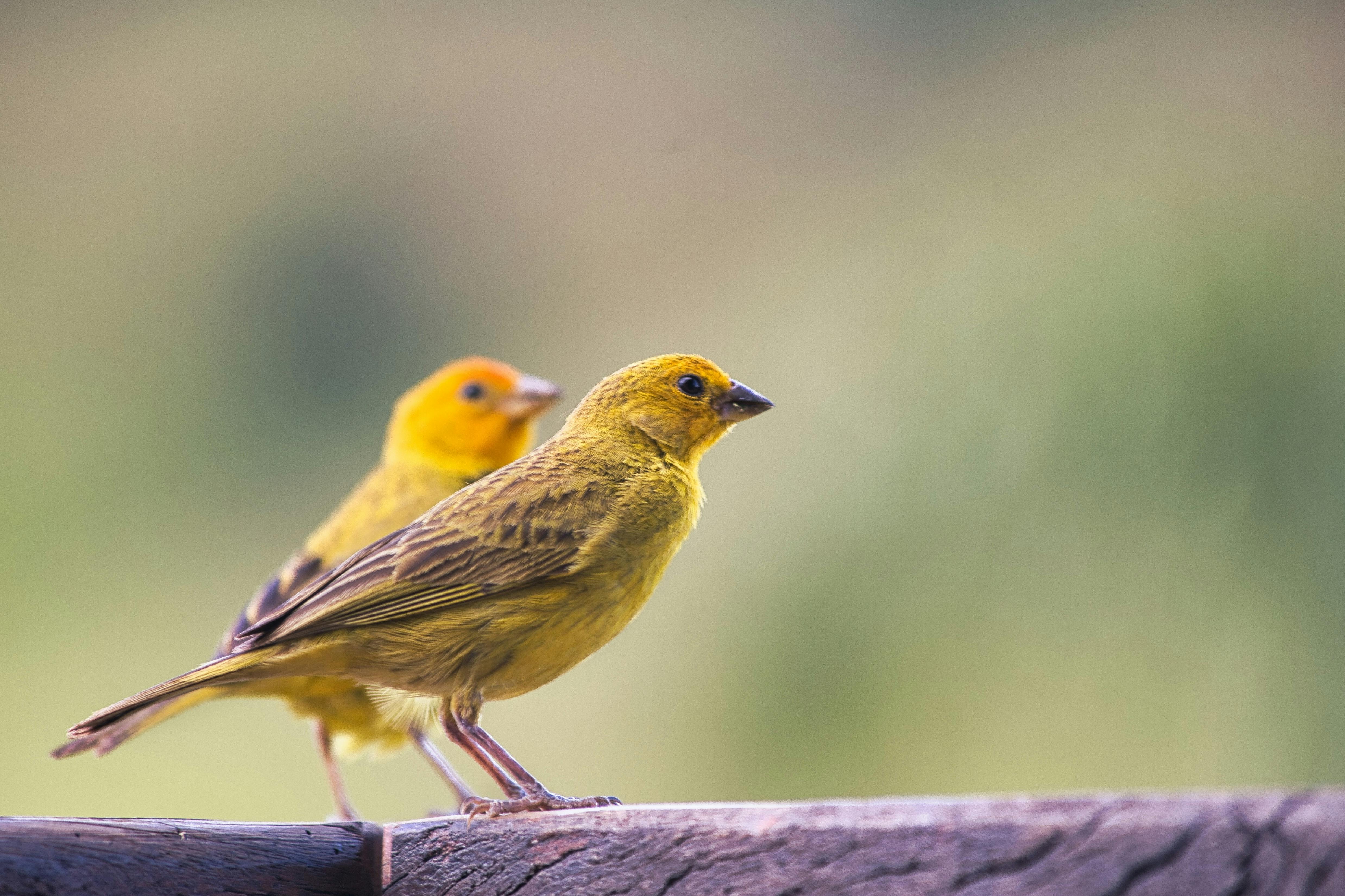 Domestic Canaries Birds · Free Stock Photo