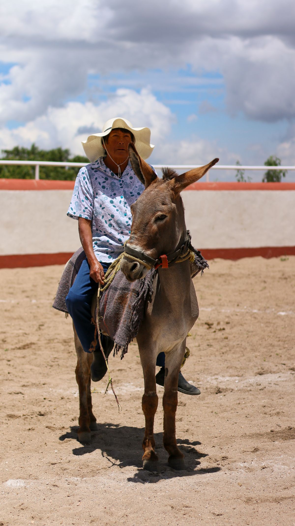 Impasse Donkey Mexico Photos, Download The BEST Free Impasse Donkey ...
