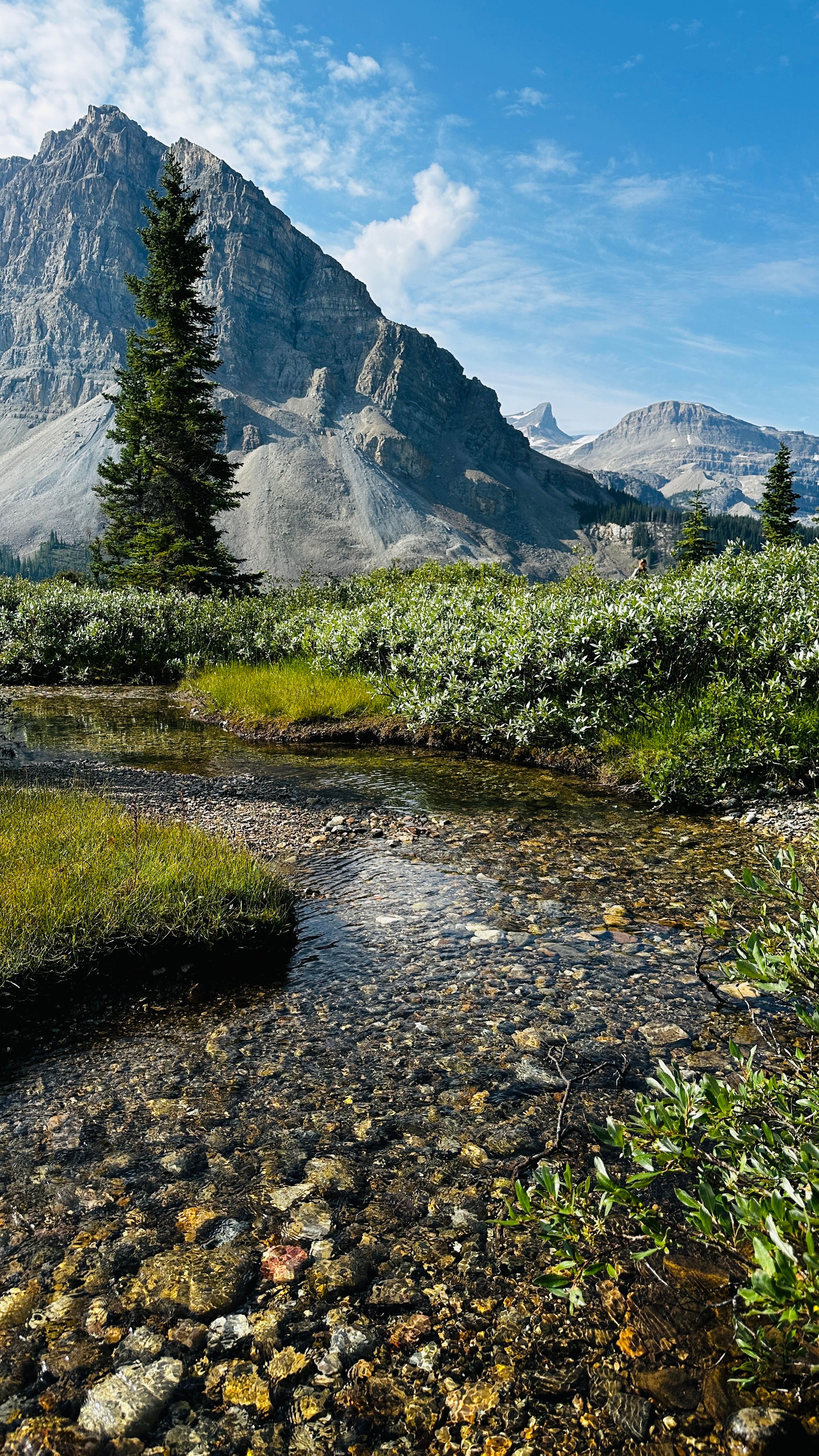 Stream Along Bushes Near Crowfoot Mountain in Banff National Park in ...