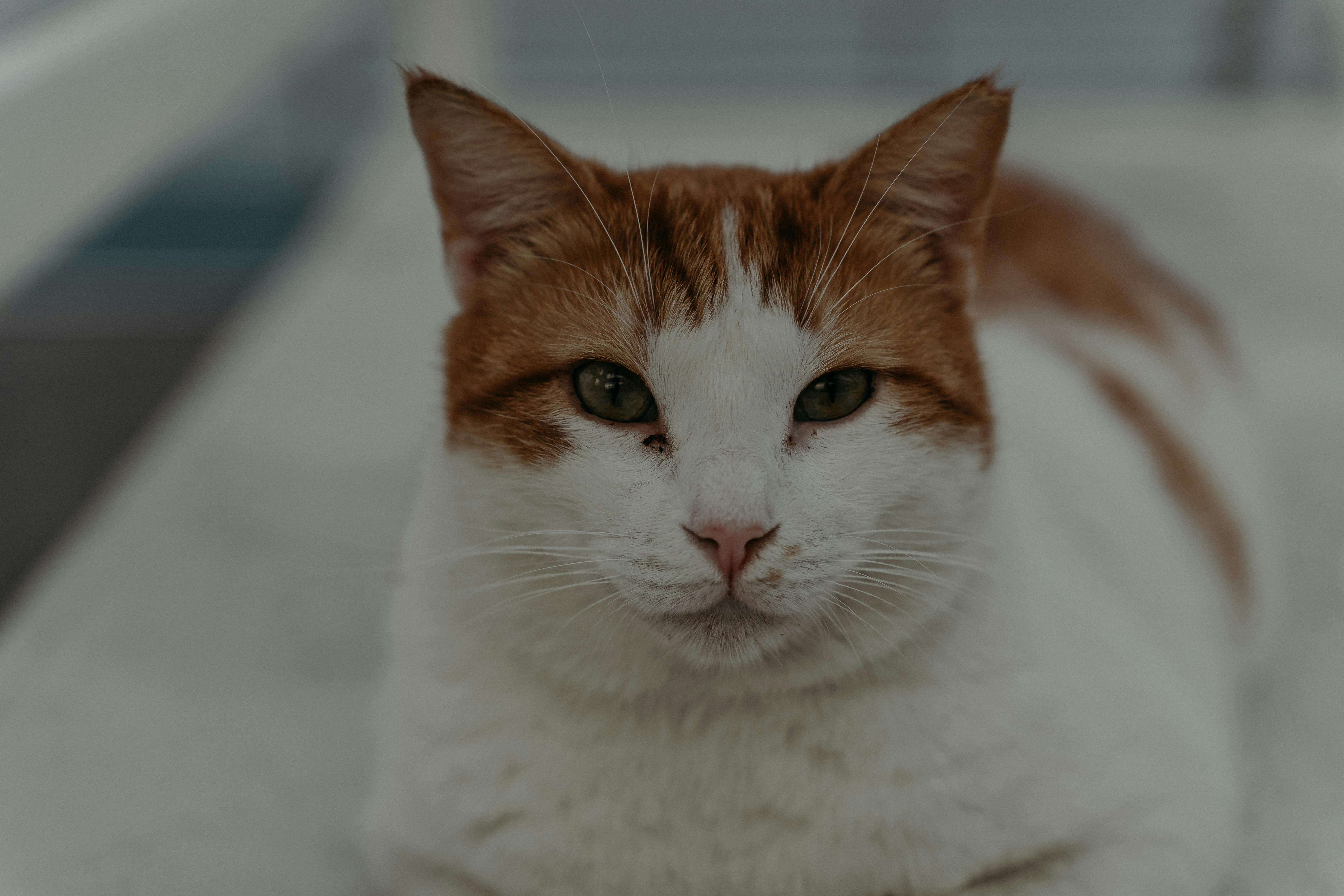 Cat · Free Stock Photo
