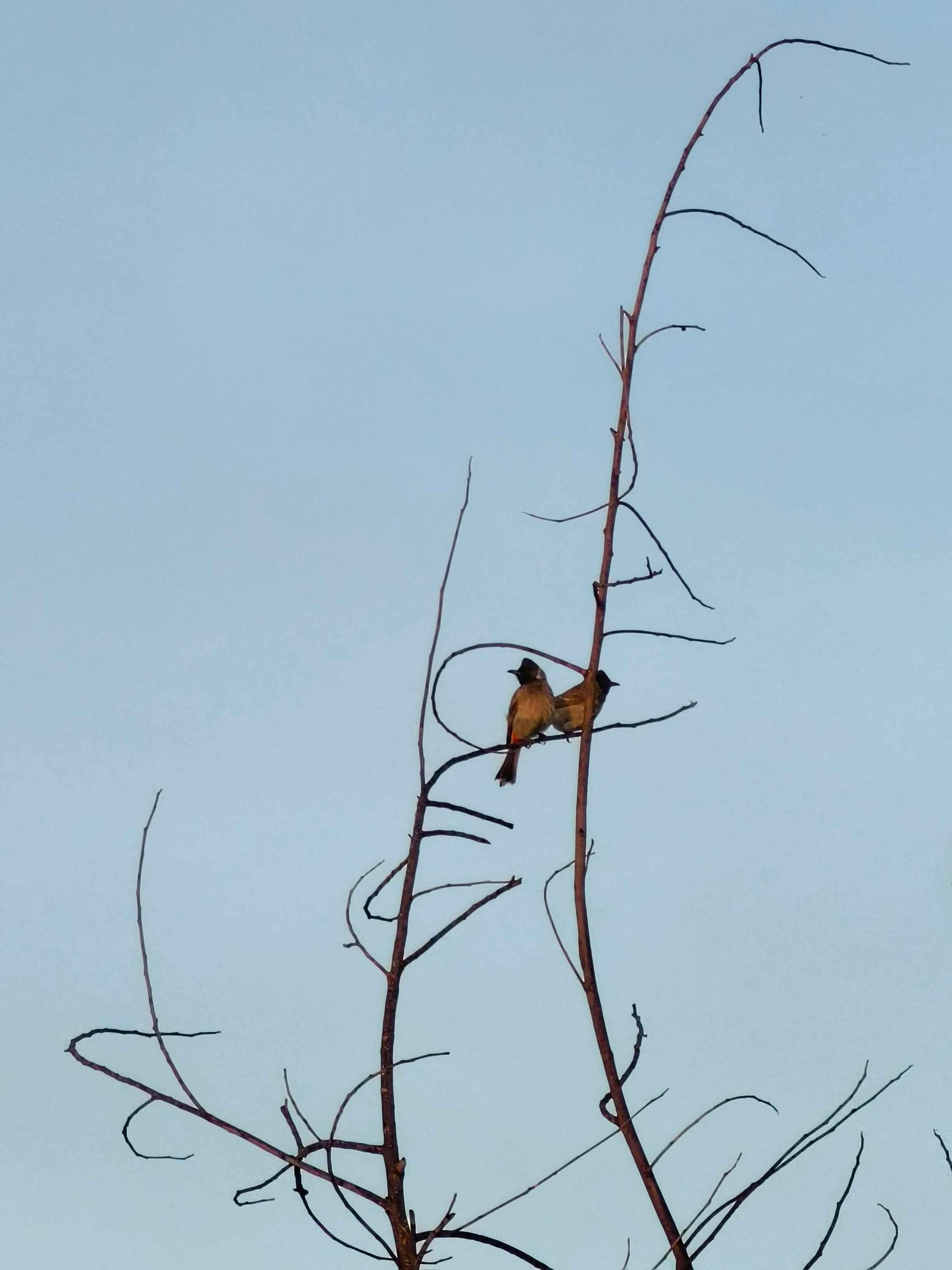 Flight Of Black Bird Above Tree · Free Stock Photo