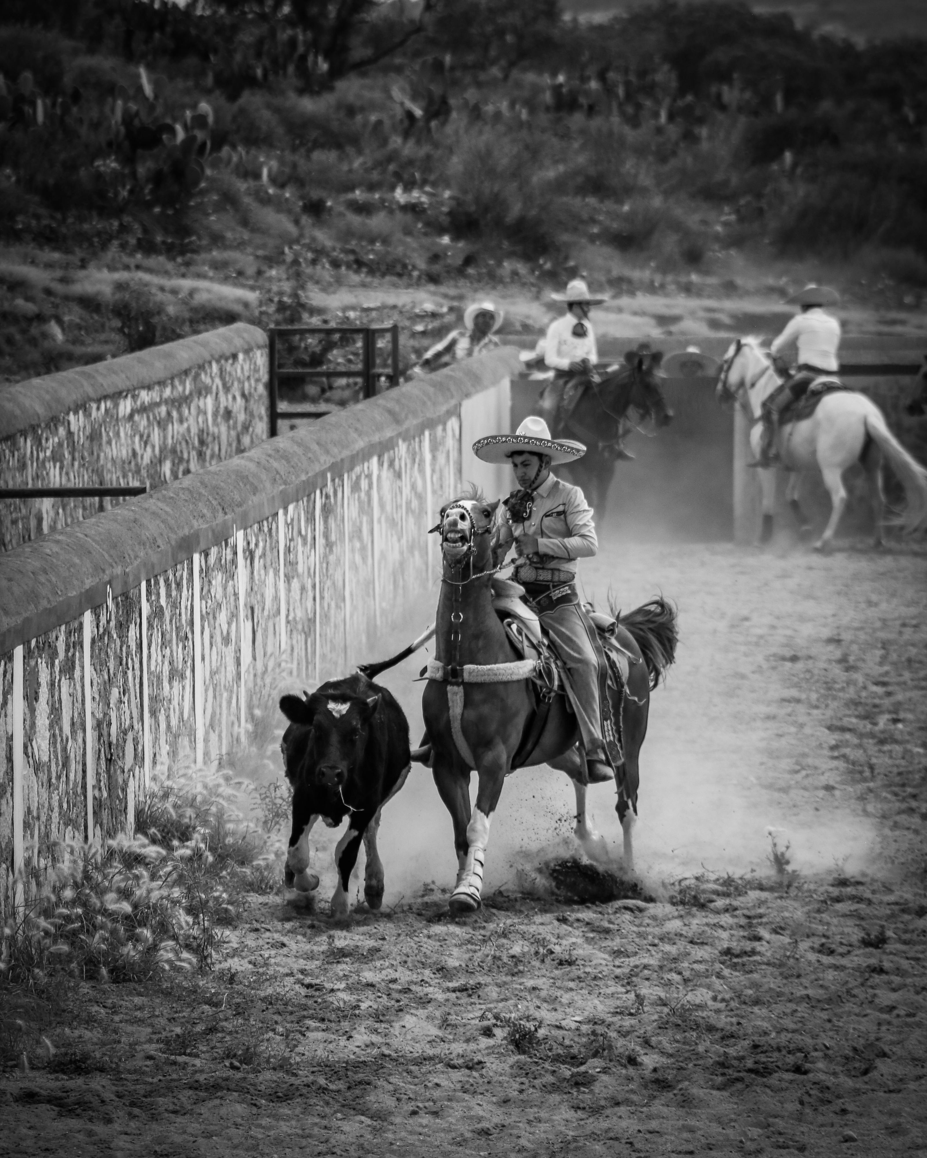 Foto de stock gratuita sobre américa del norte, arena de rodeo, fotos ...