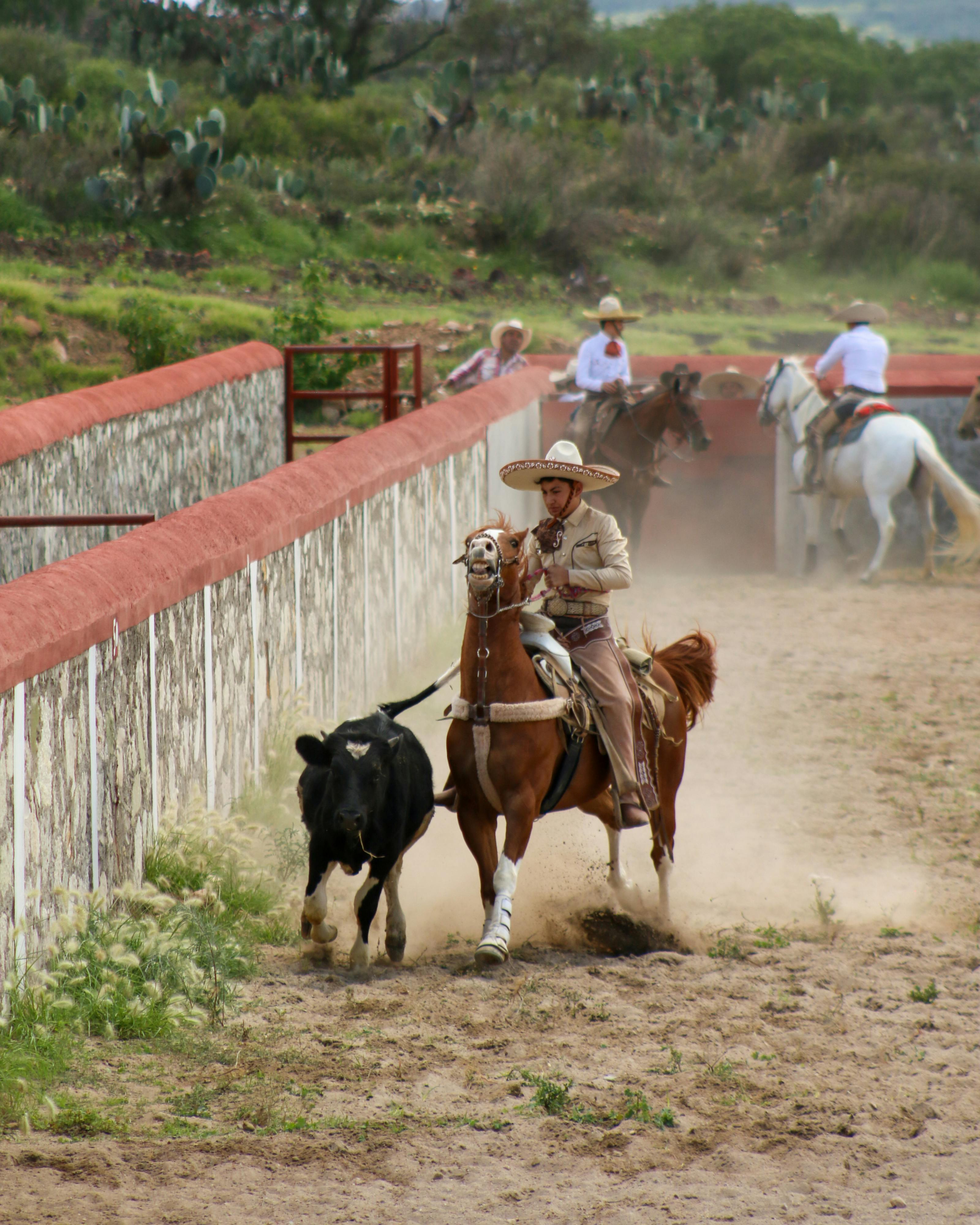 Cowboy on Horse near Bull in Rodeo · Free Stock Photo