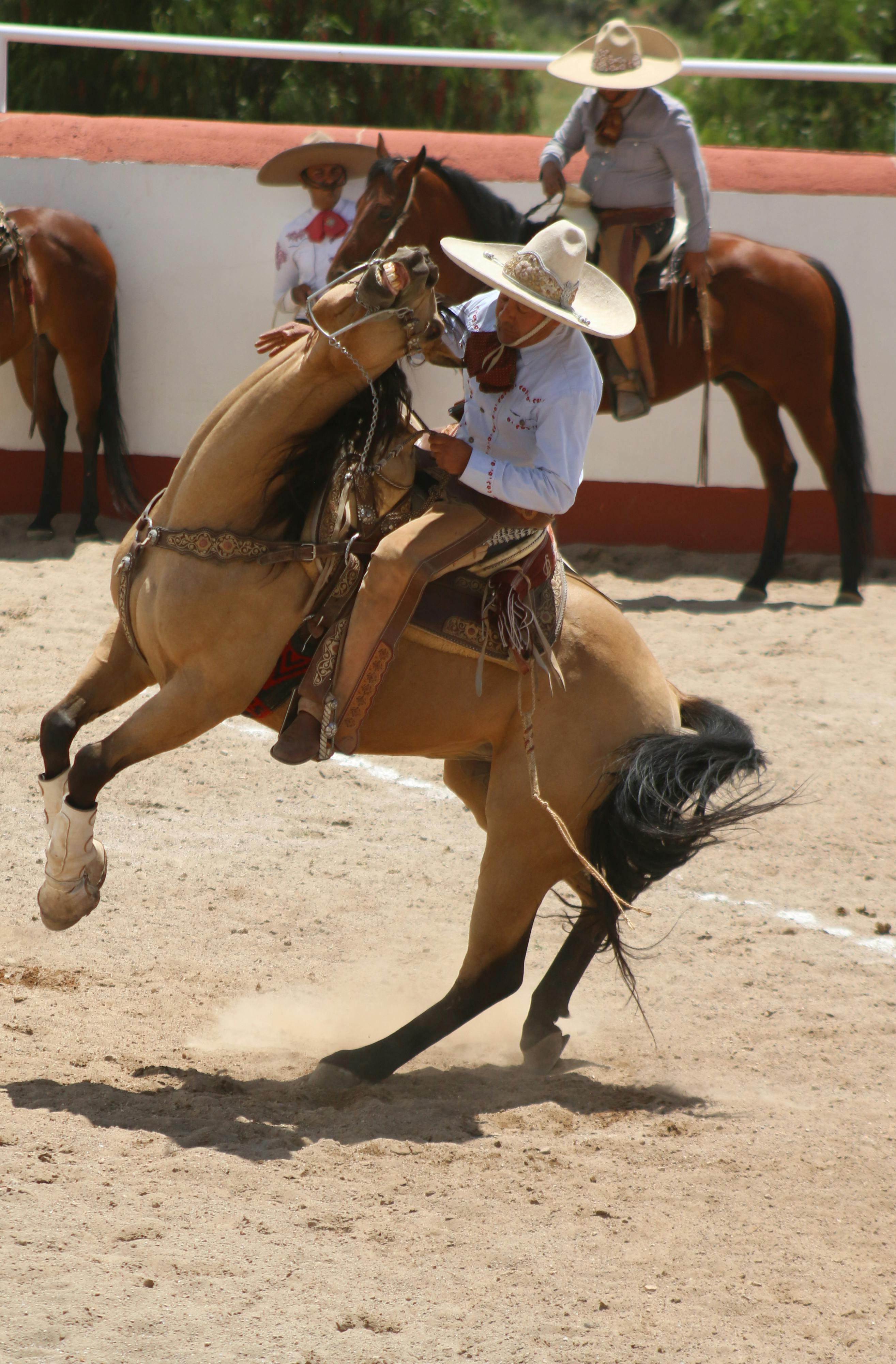 Photo of Man Doing Rodeo · Free Stock Photo