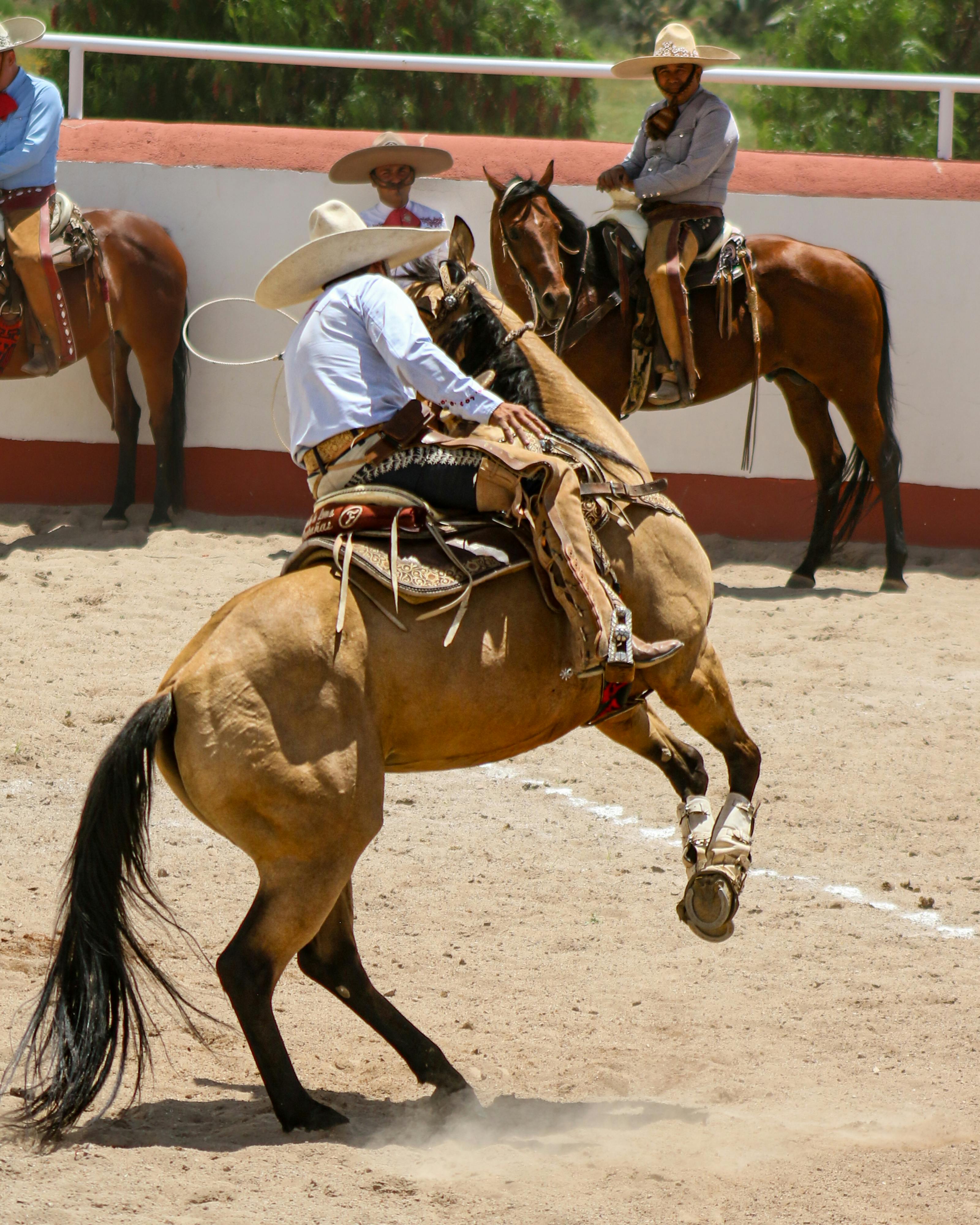 A man riding a horse in a rodeo · Free Stock Photo