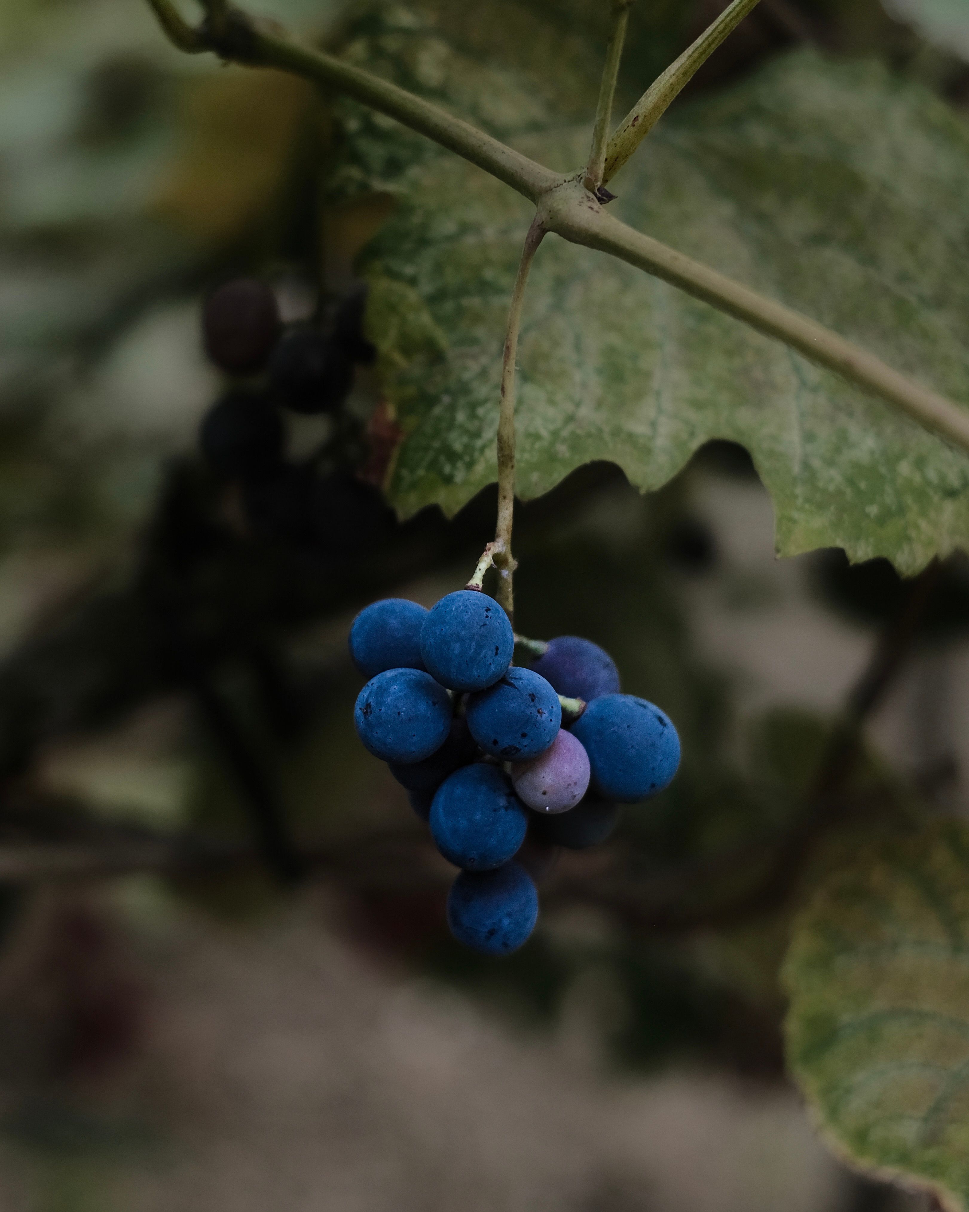 A close up of a bunch of grapes with blue berries · Free Stock Photo