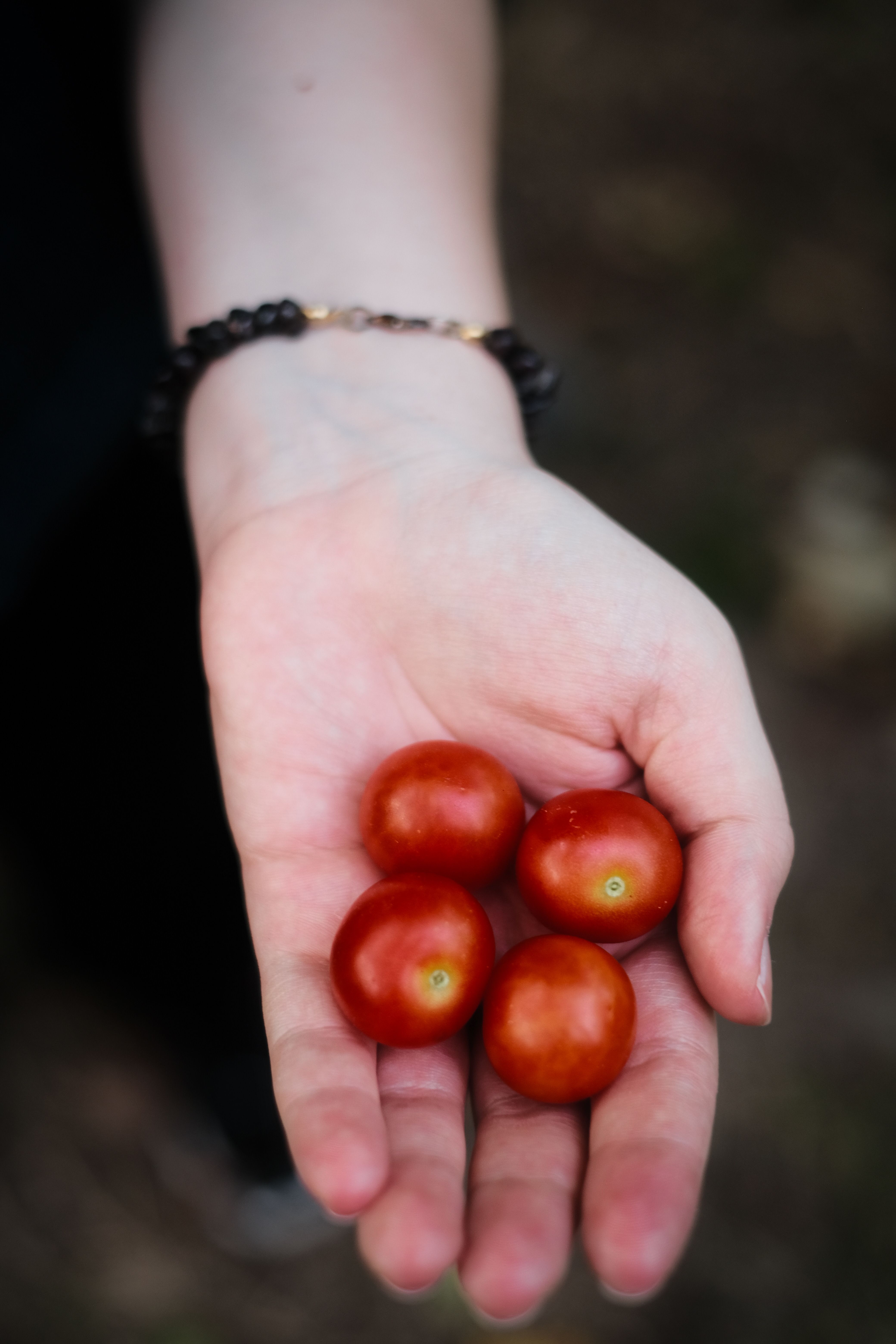 A person holding a handful of tomatoes in their hand · Free Stock Photo