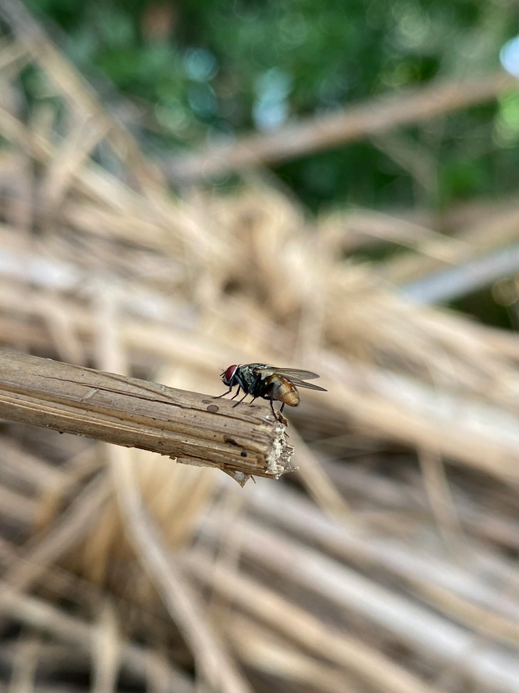 Fly on Stick · Free Stock Photo
